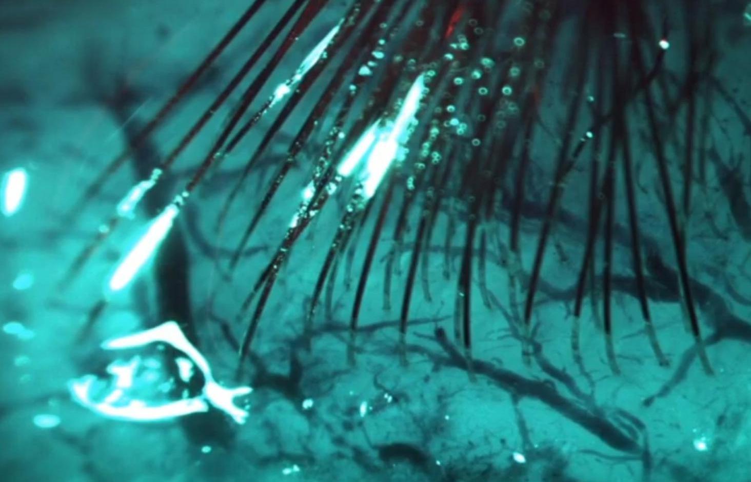 Neuralink Wallpapers - Wallpaper Cave