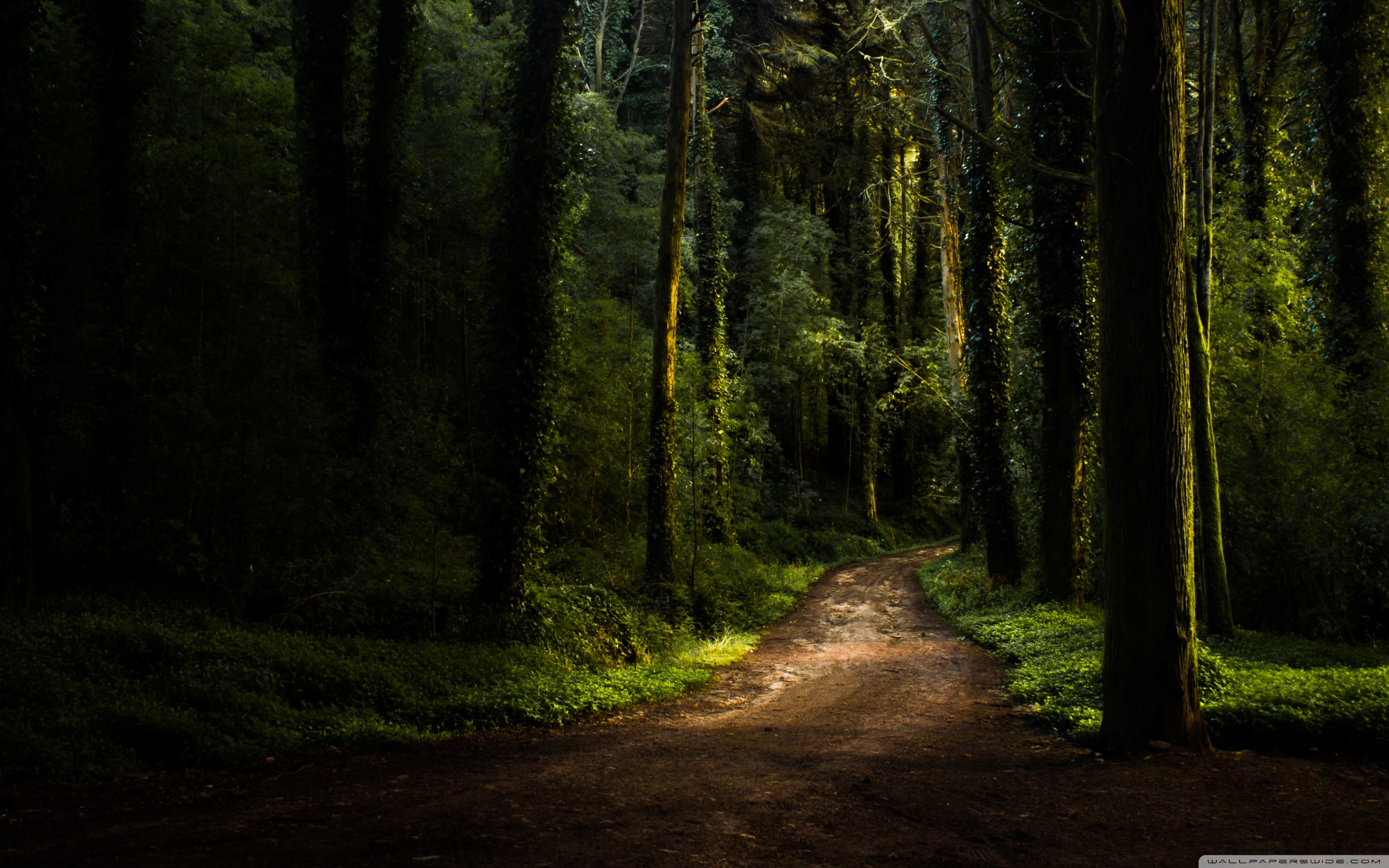 Silent Forest Wallpapers - Wallpaper Cave