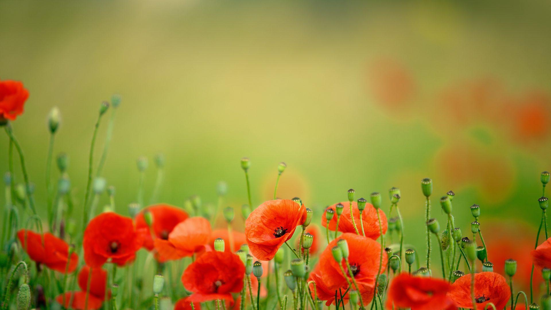 Poppies Flowers Wallpapers - Wallpaper Cave