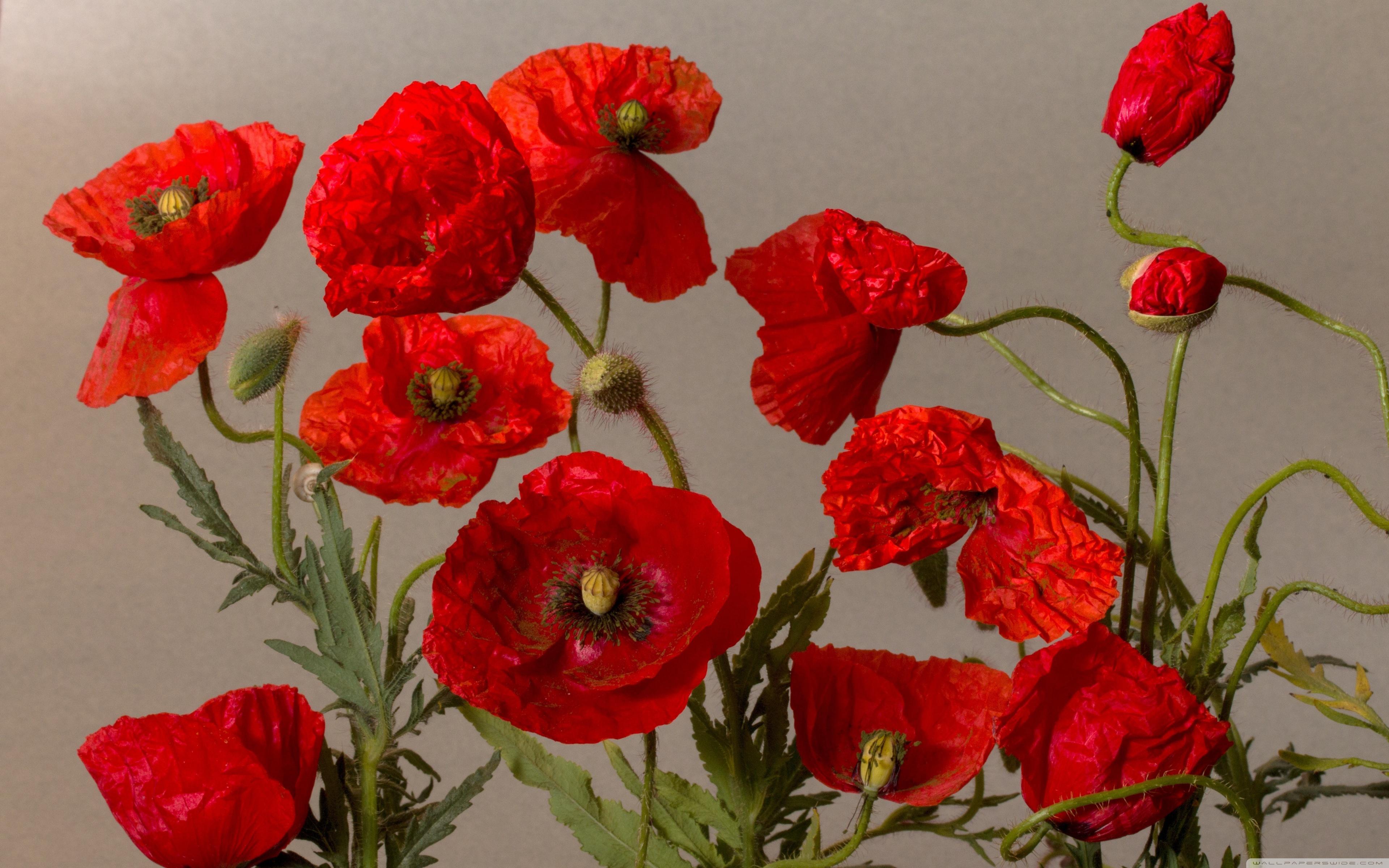 Poppies Flowers Wallpapers - Wallpaper Cave