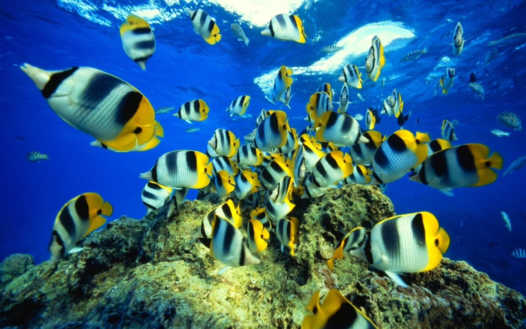 Flowerhorn Wallpapers - Wallpaper Cave