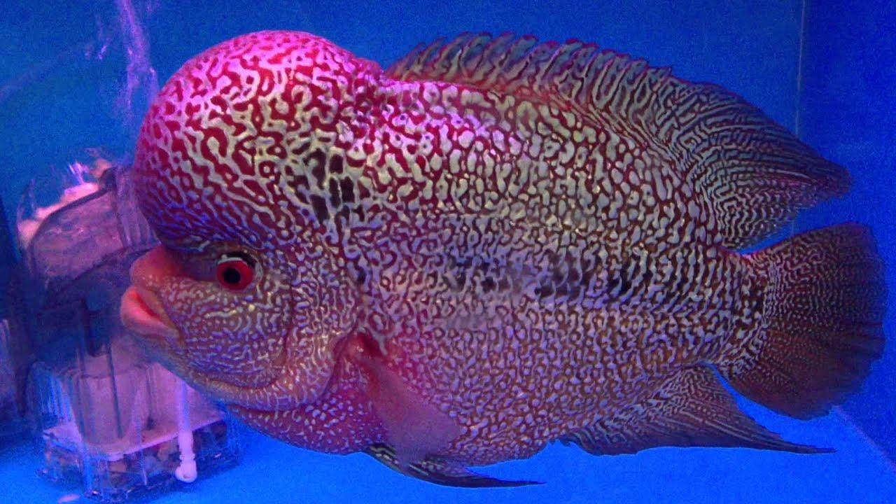 Flowerhorn Wallpapers - Wallpaper Cave