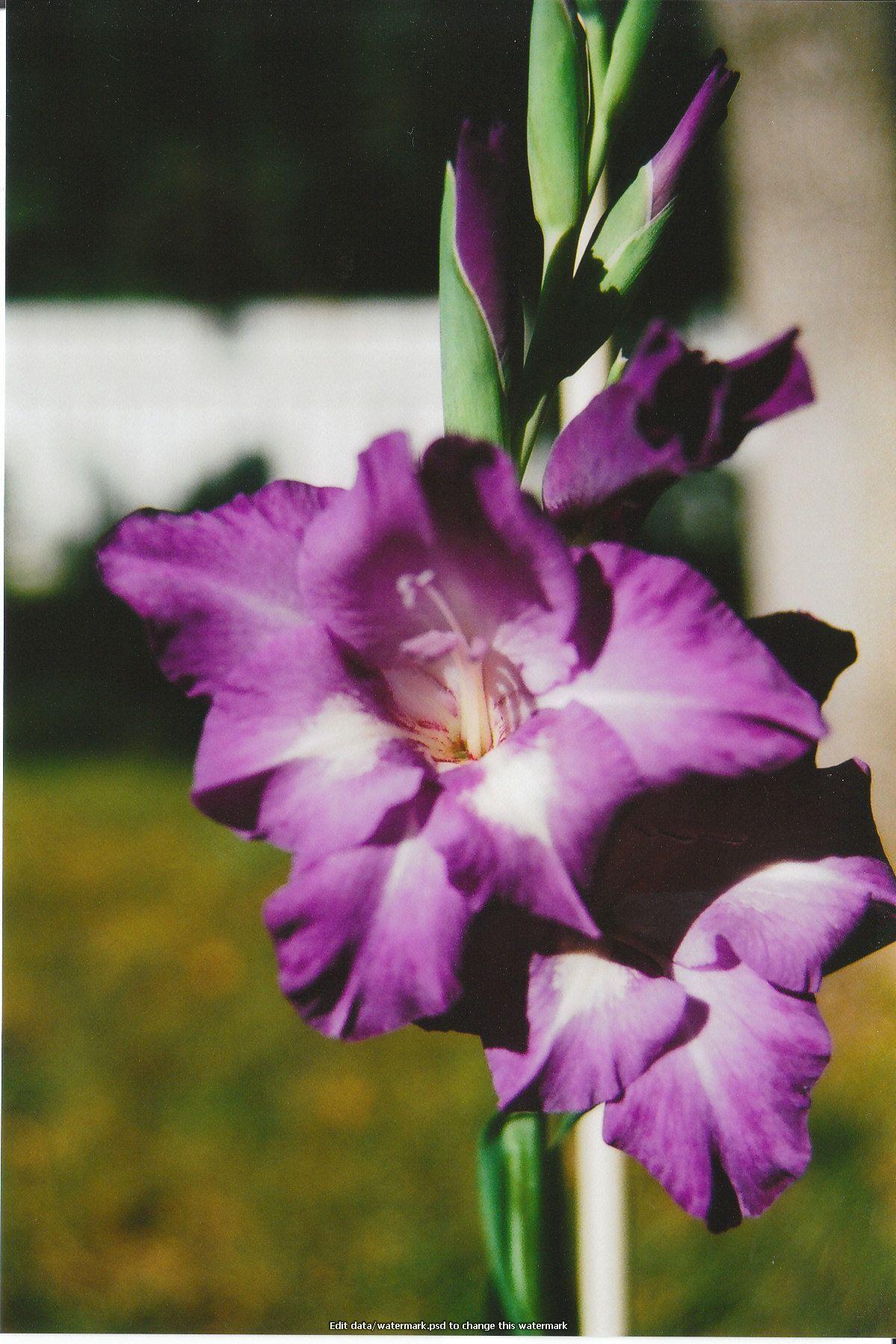 Purple Gladiolus Wallpapers - Wallpaper Cave