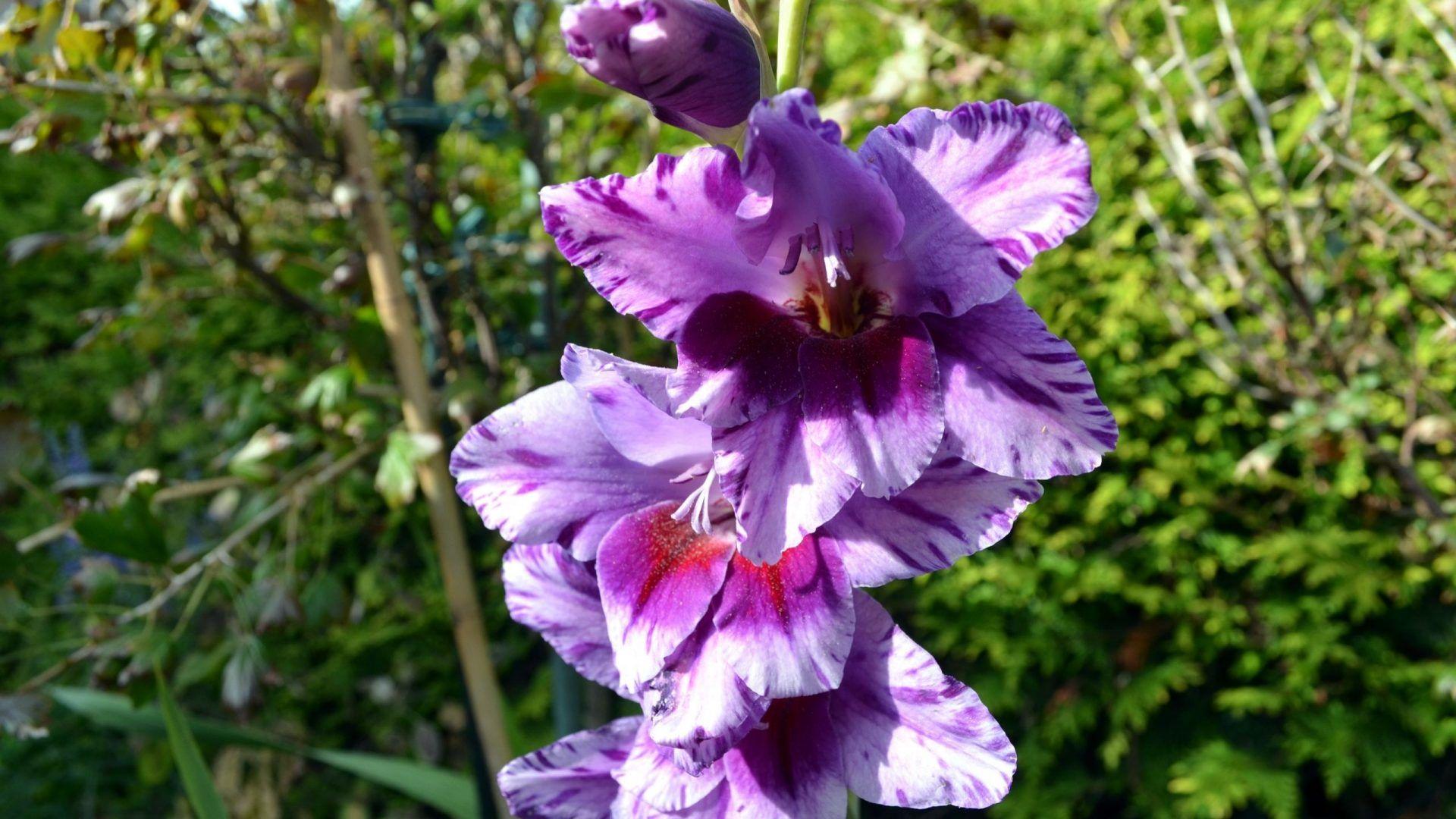 Purple Gladiolus Wallpapers - Wallpaper Cave