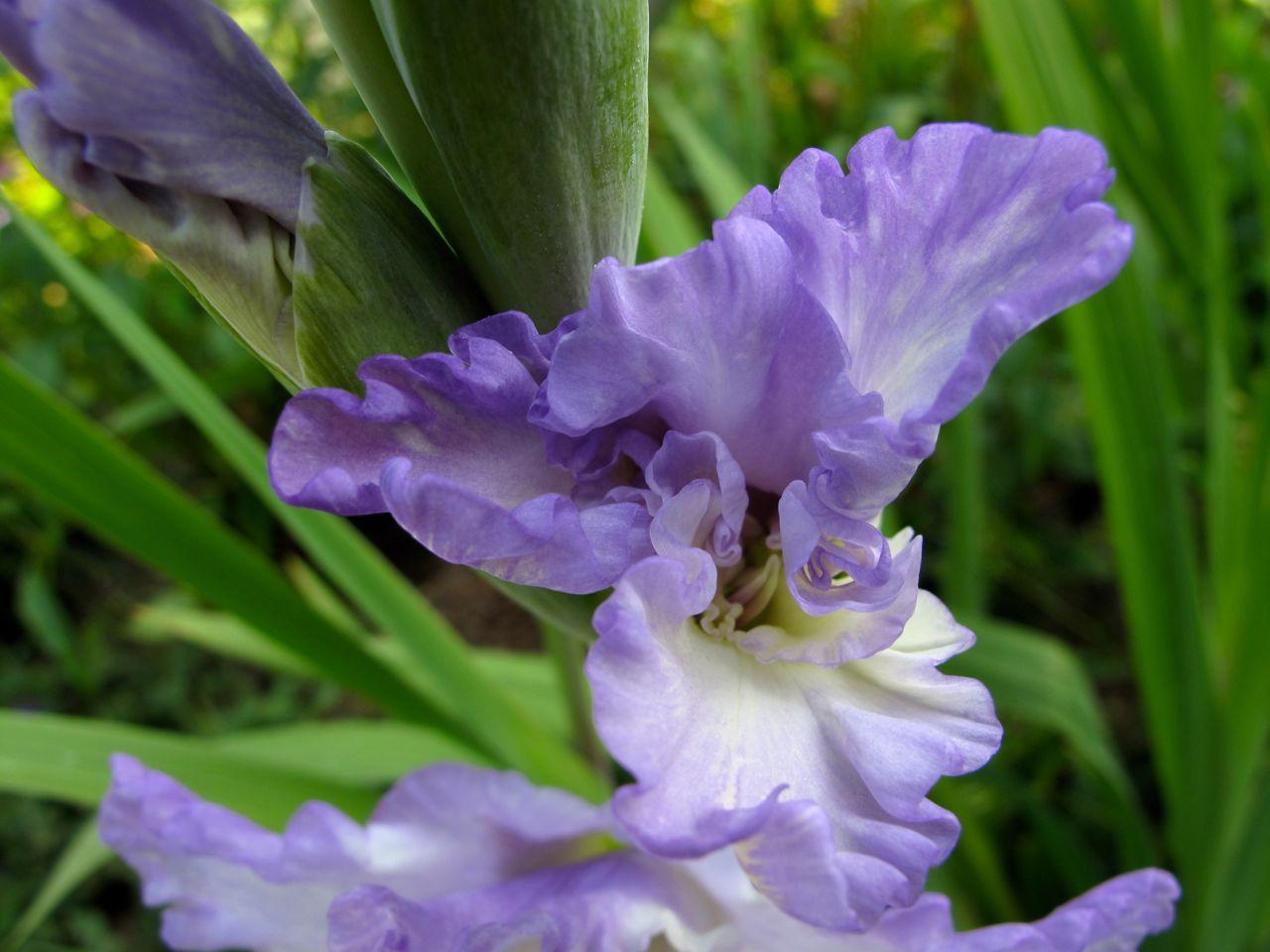Purple Gladiolus Wallpapers - Wallpaper Cave