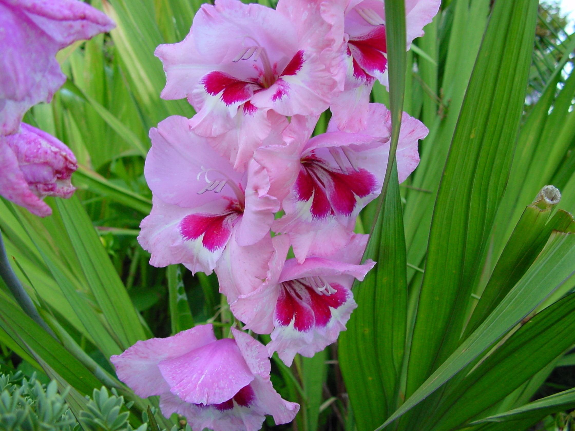Pink And Yellow Gladiolus Wallpapers - Wallpaper Cave
