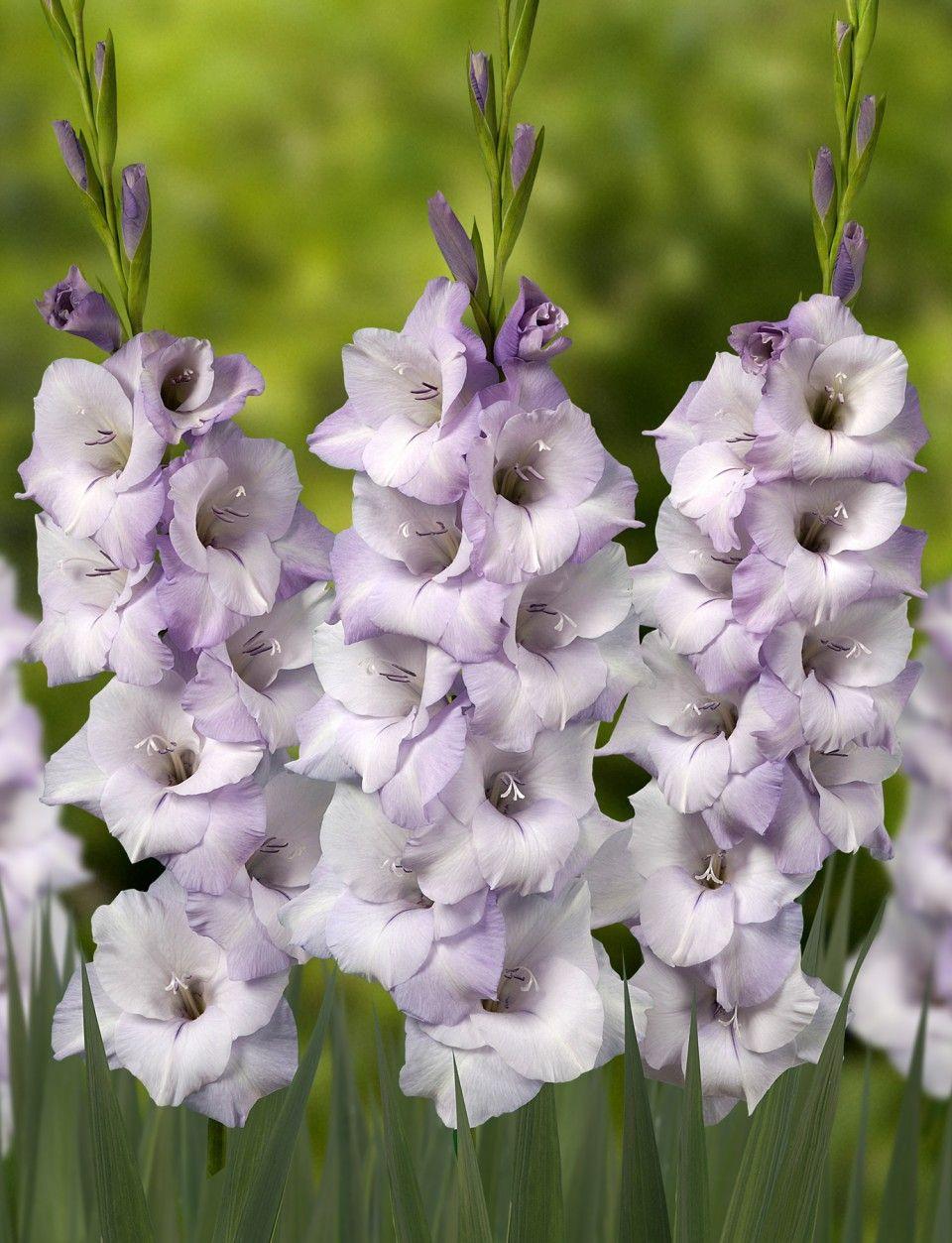 Gladiolus Nymph Wallpapers - Wallpaper Cave