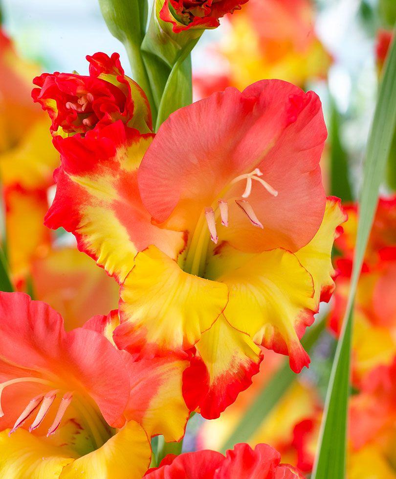 Gladiolus Nymph Wallpapers - Wallpaper Cave