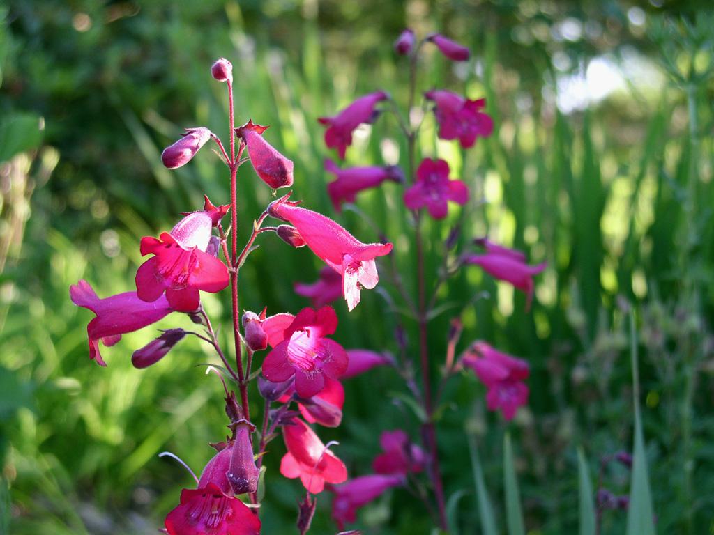 Gladiolus Nymph Wallpapers - Wallpaper Cave