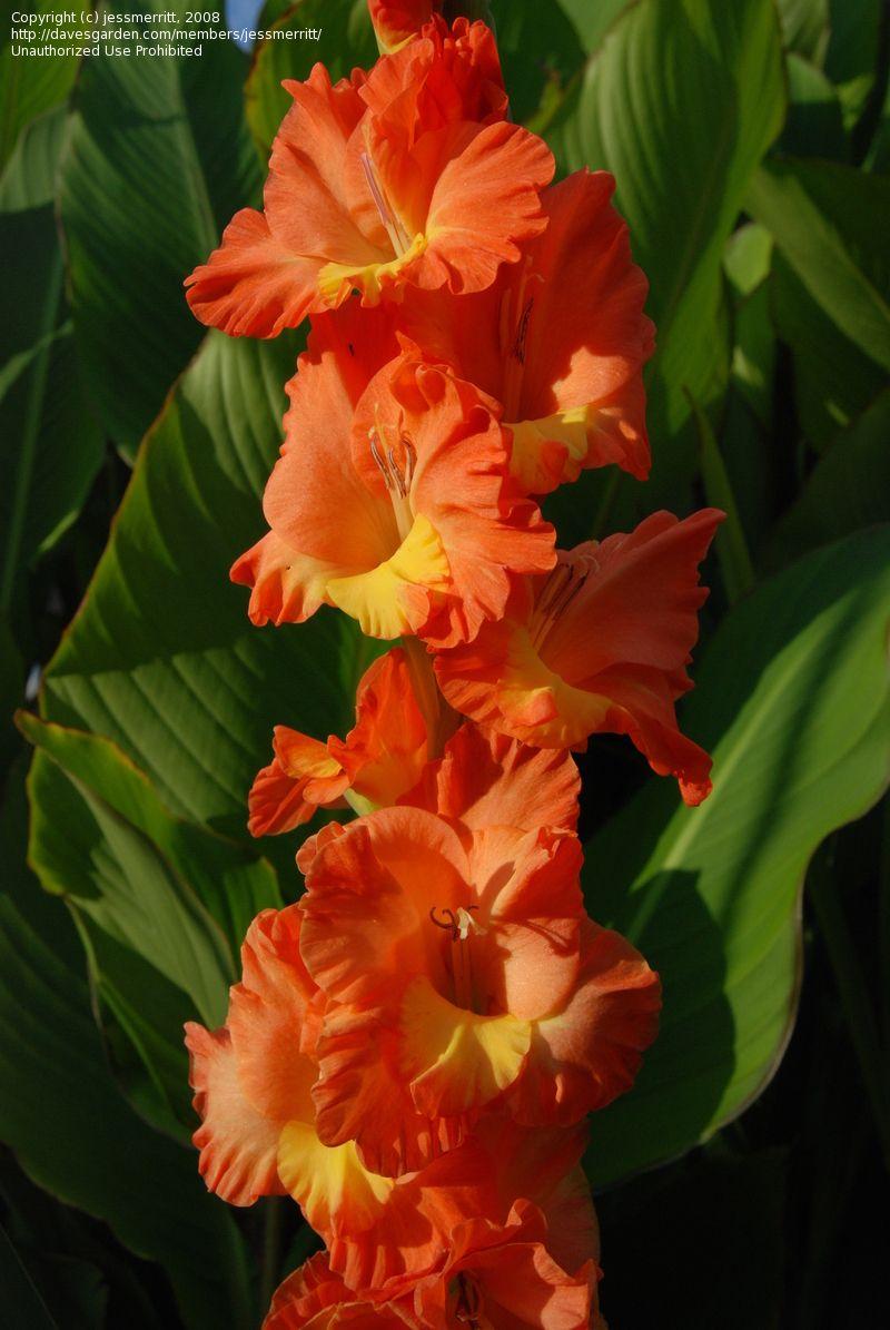 Gladiolus Nymph Wallpapers - Wallpaper Cave