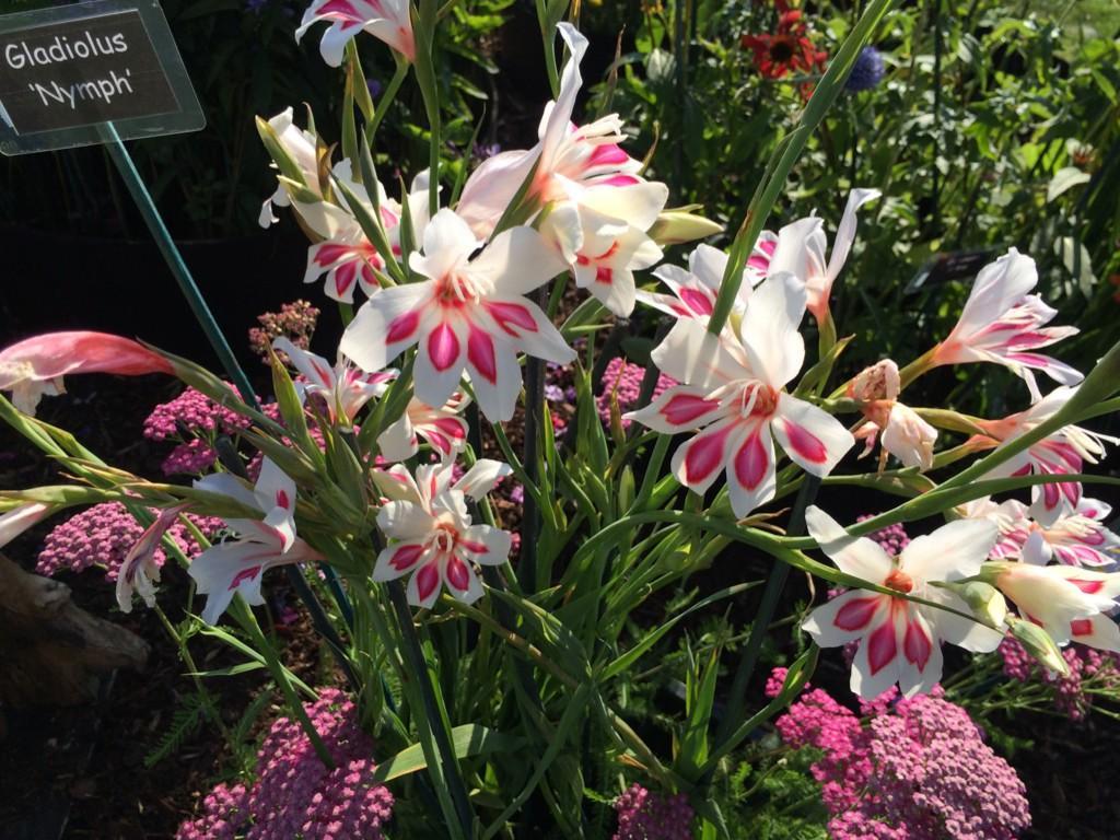 Gladiolus Nymph Wallpapers - Wallpaper Cave