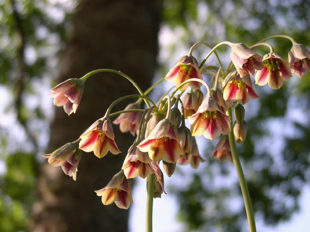 Gladiolus Nymph Wallpapers - Wallpaper Cave