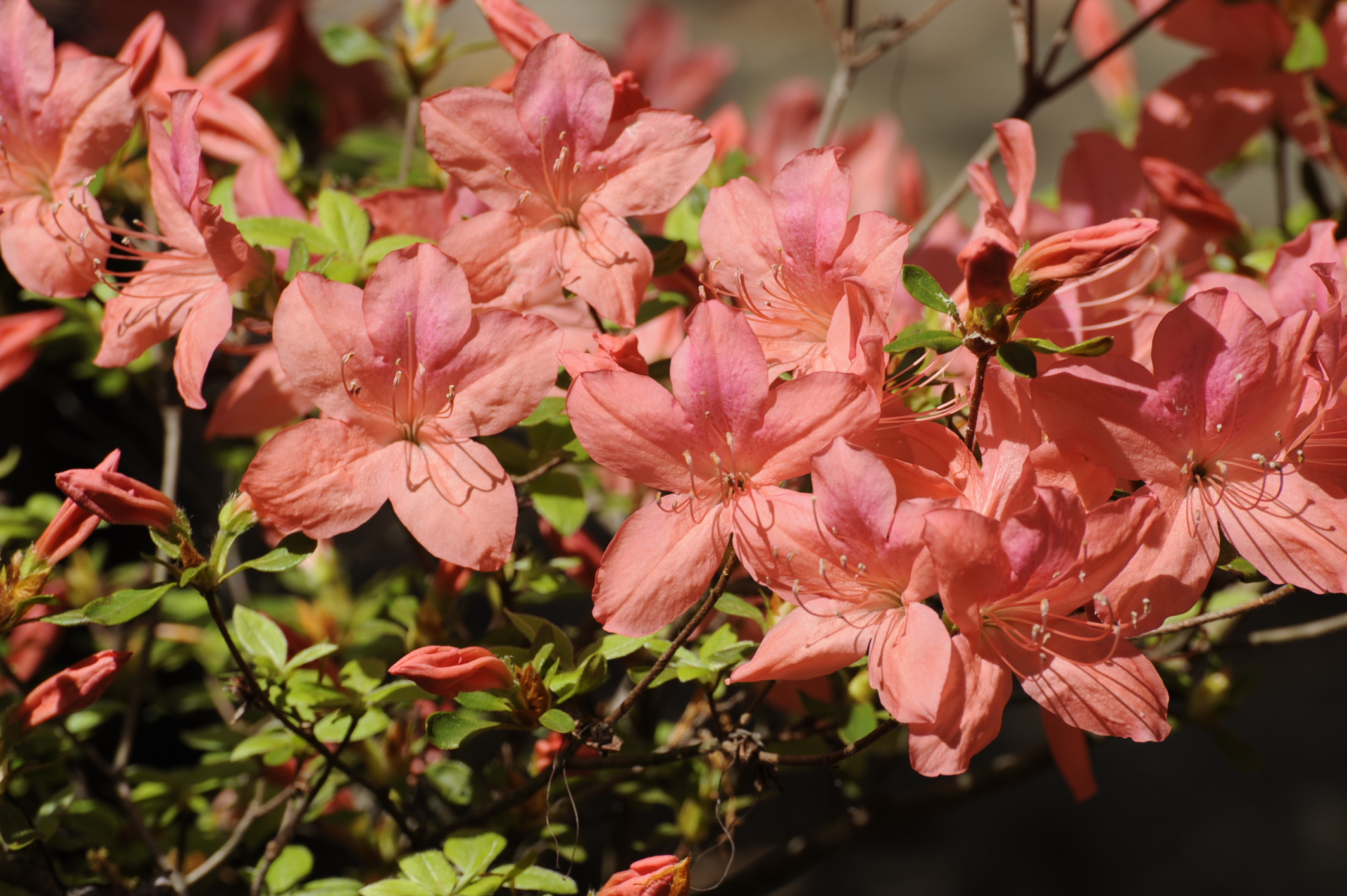 Gladiolus Nymph Wallpapers - Wallpaper Cave