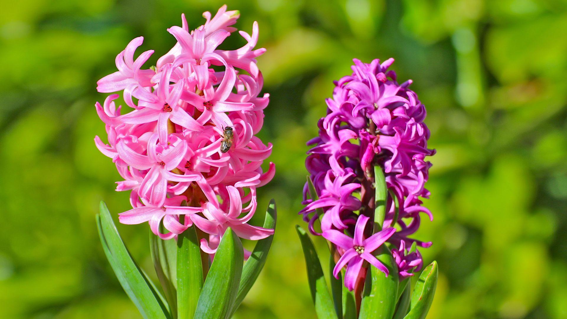 Gladiolus Nymph Wallpapers - Wallpaper Cave