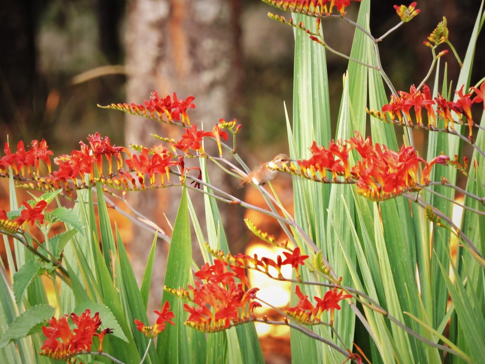 Gladiolus Nymph Wallpapers - Wallpaper Cave