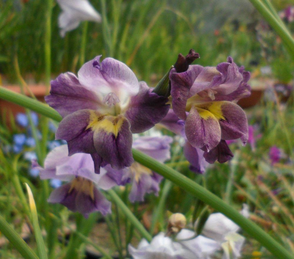 Gladiolus Nymph Wallpapers - Wallpaper Cave