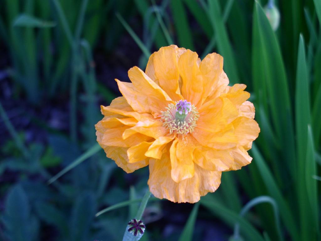 Gladiolus Nymph Wallpapers - Wallpaper Cave