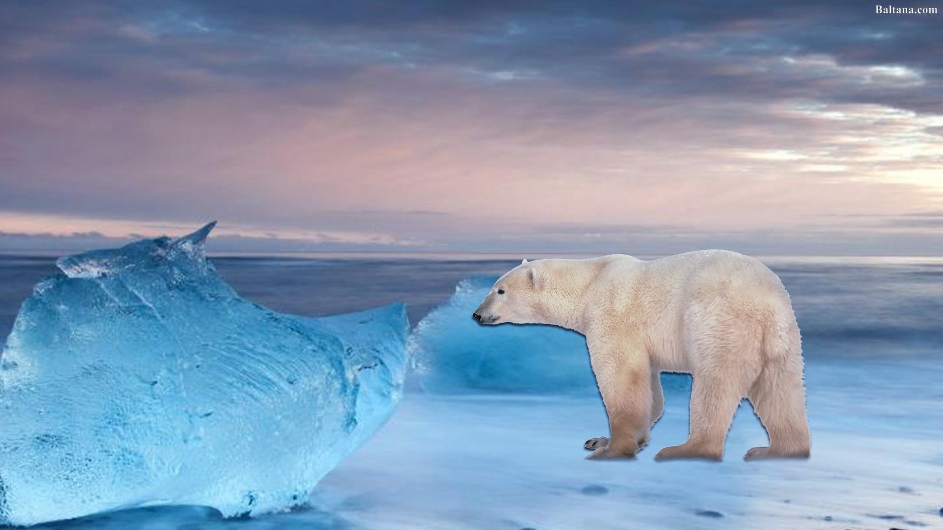 Polar Wallpapers - Wallpaper Cave