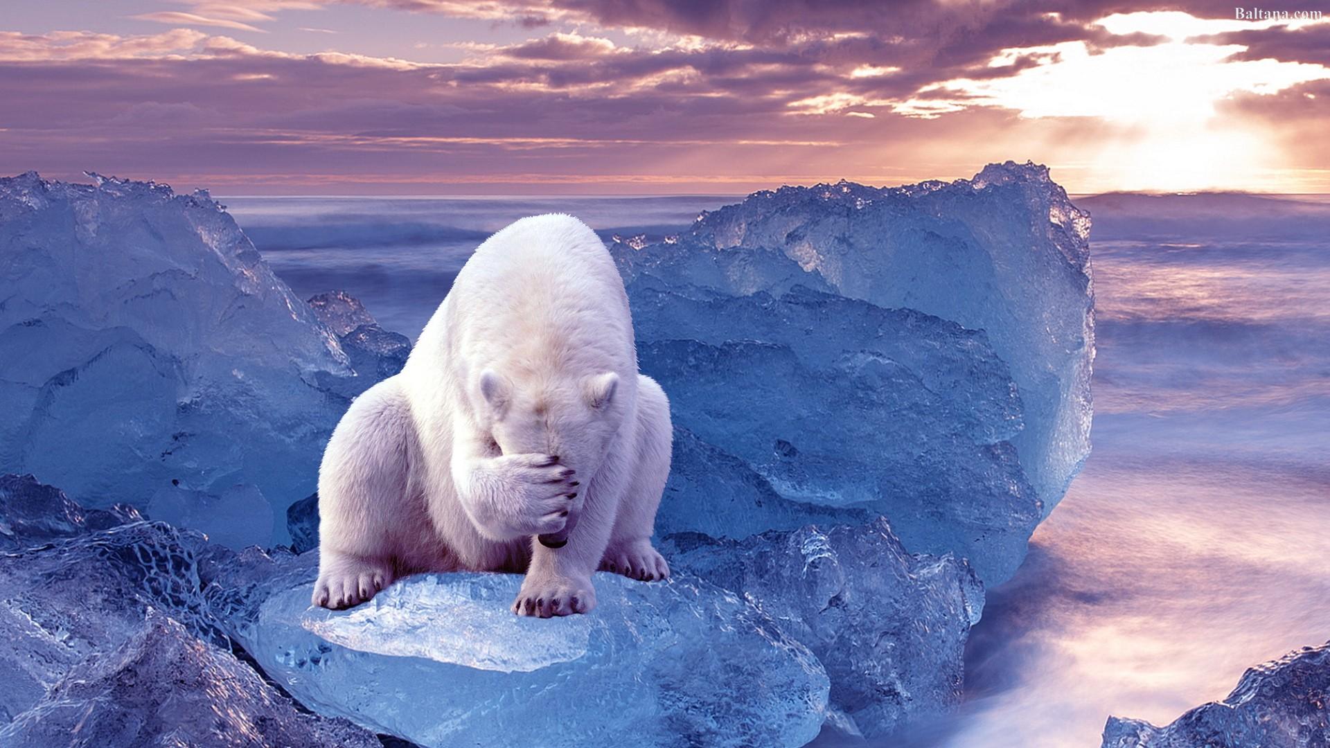 Polar Wallpapers - Wallpaper Cave