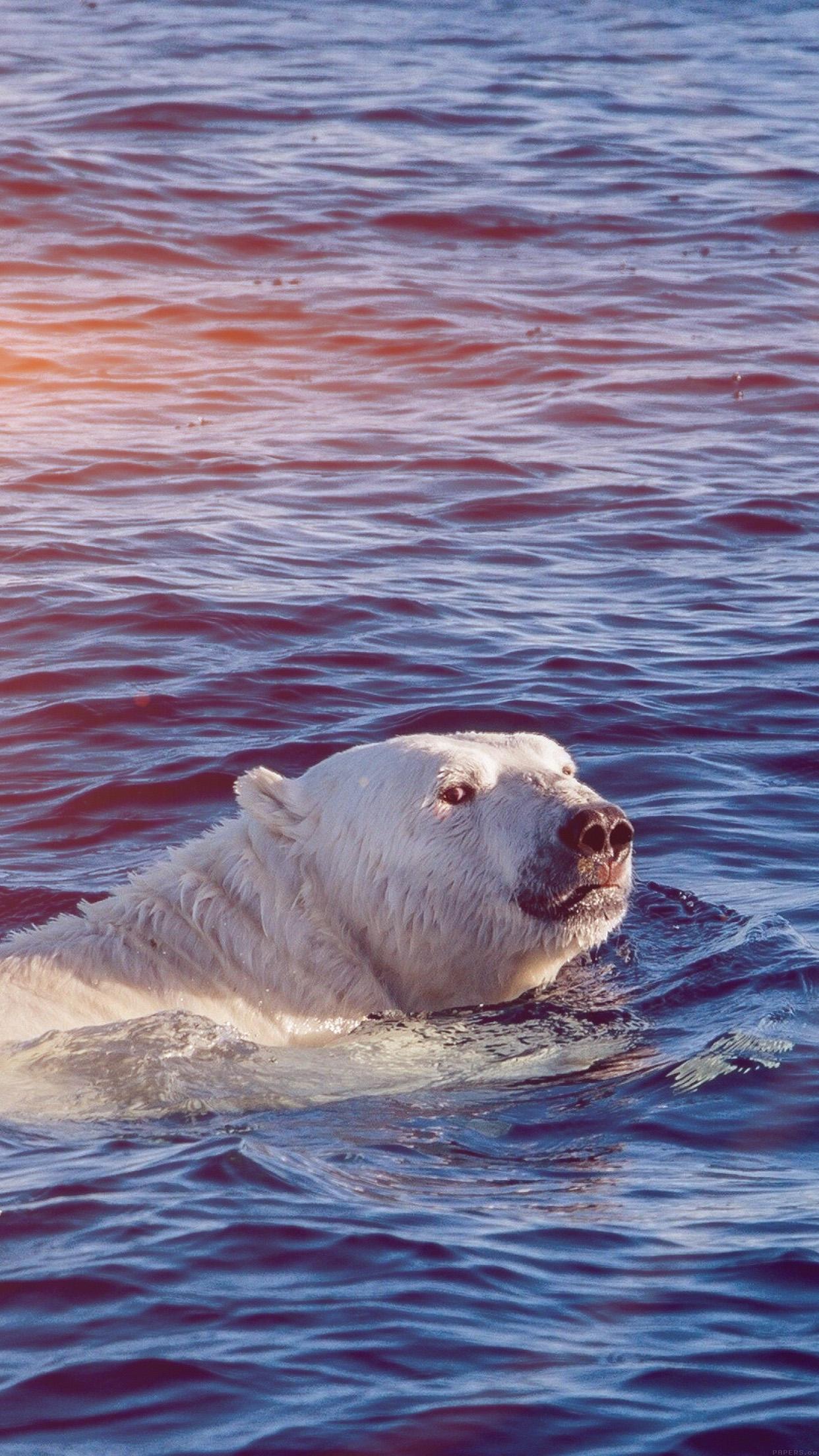 Polar Wallpapers - Wallpaper Cave