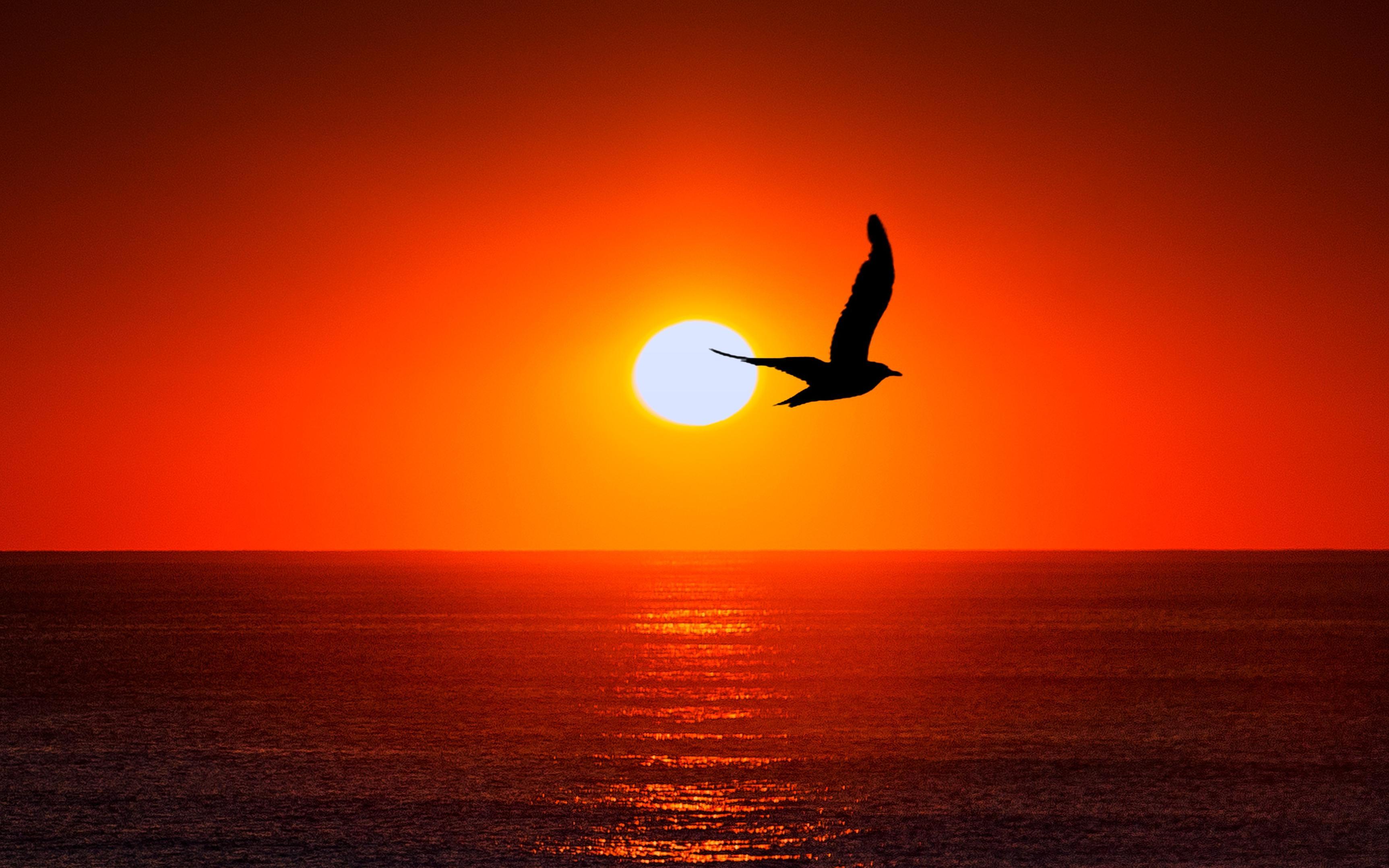 Sunset And Birds Wallpapers - Wallpaper Cave