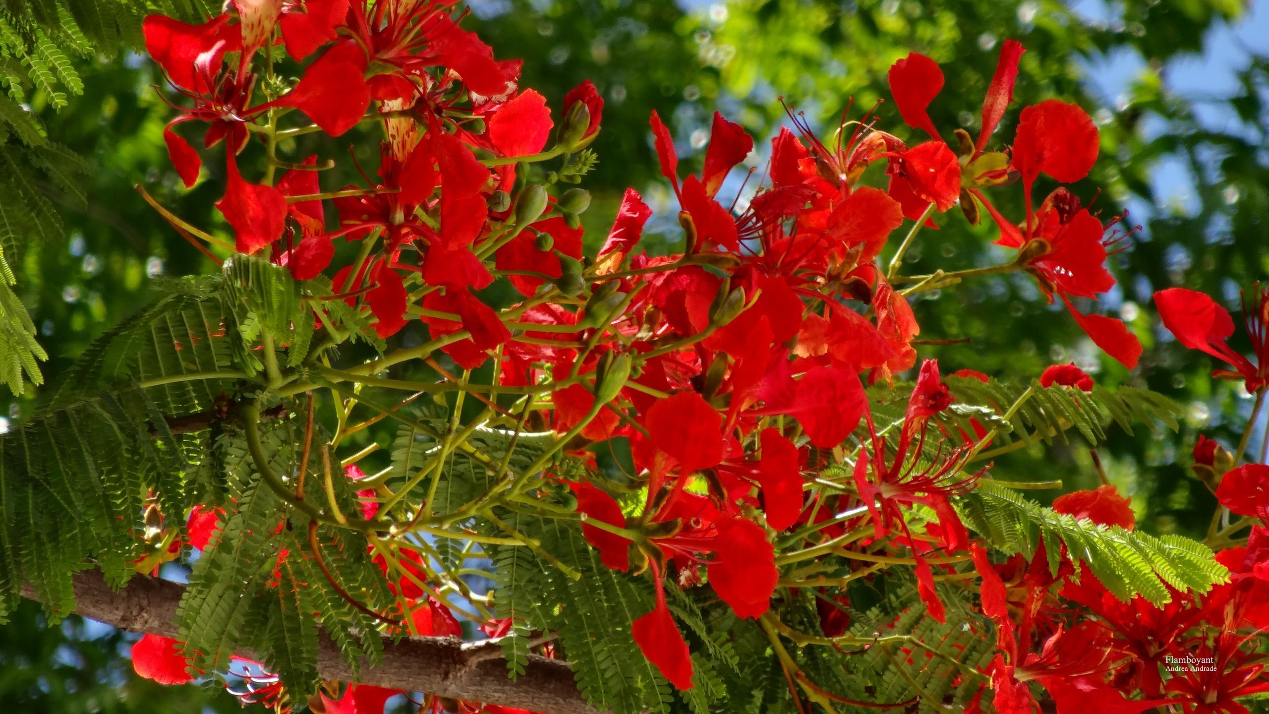 Flamboyant Wallpapers - Wallpaper Cave