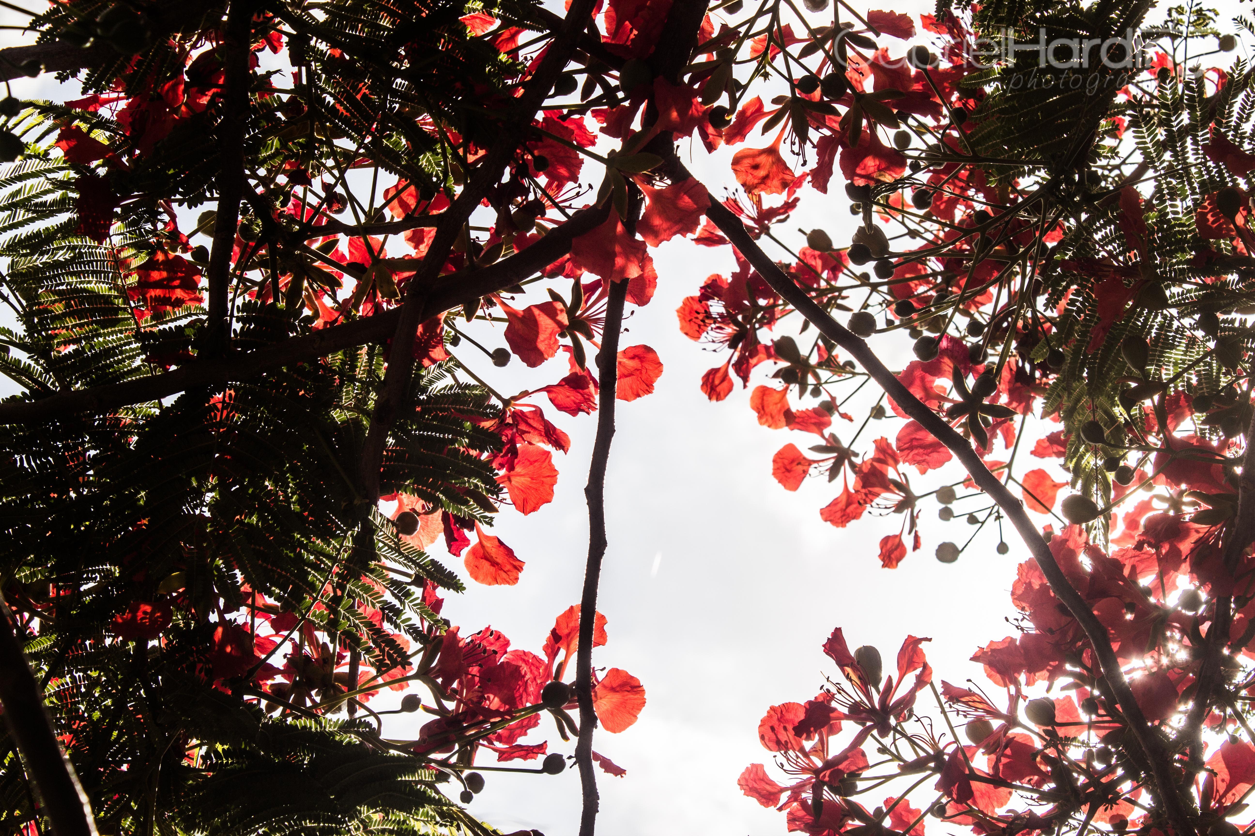 Flamboyant Wallpapers - Wallpaper Cave