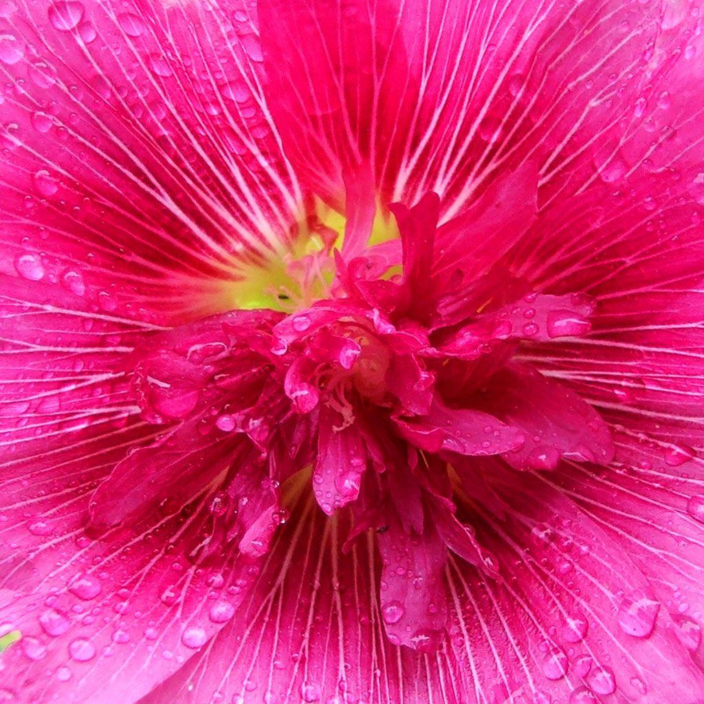 Pink Hollyhocks Wallpapers - Wallpaper Cave