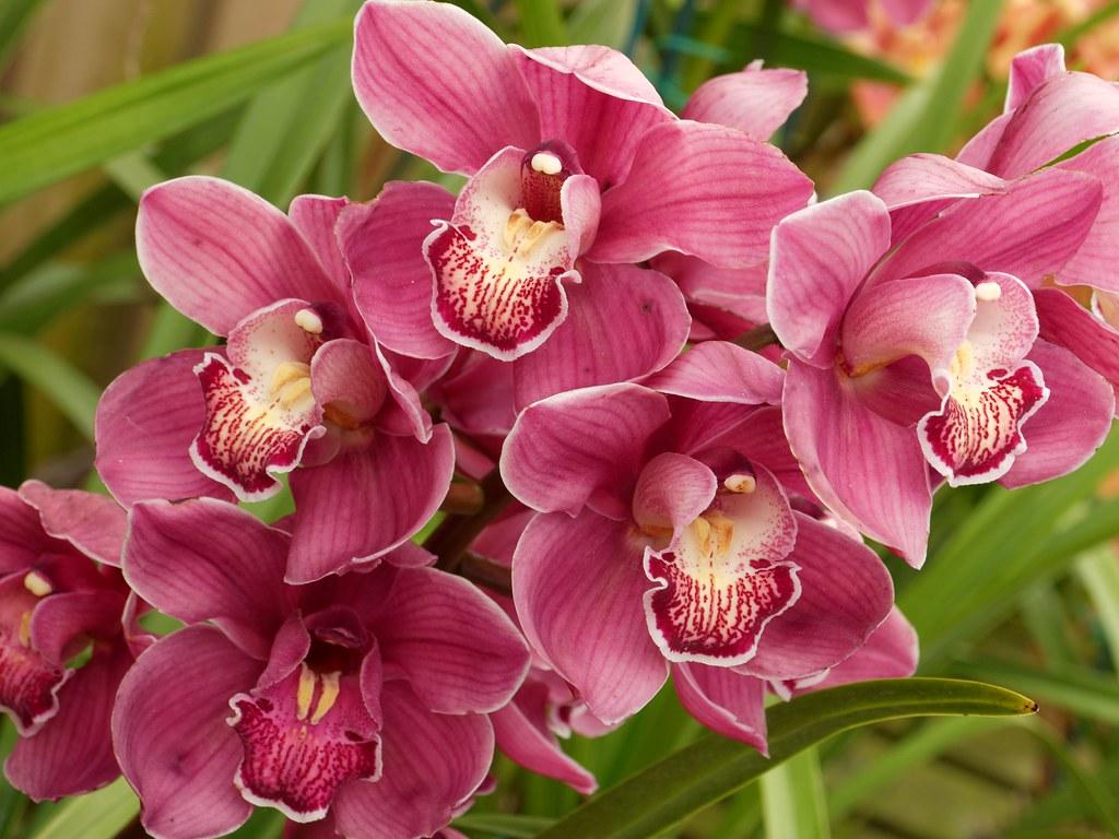 Mauve And Red Orchid Wallpapers - Wallpaper Cave