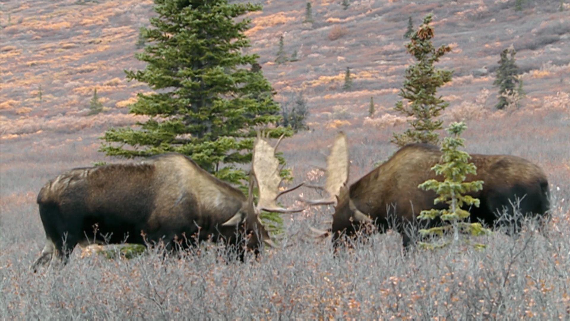 Moose Wallpapers - Wallpaper Cave