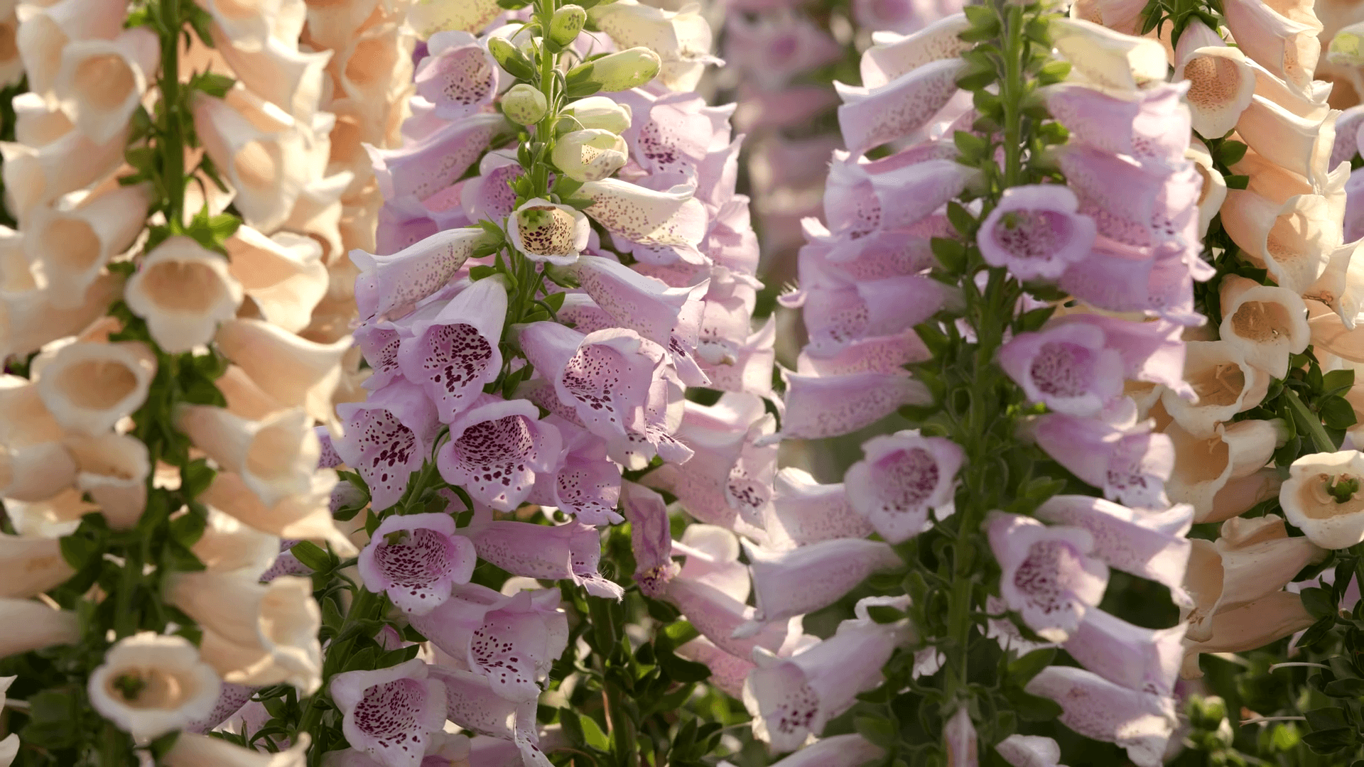 Violet Foxgloves Wallpapers - Wallpaper Cave