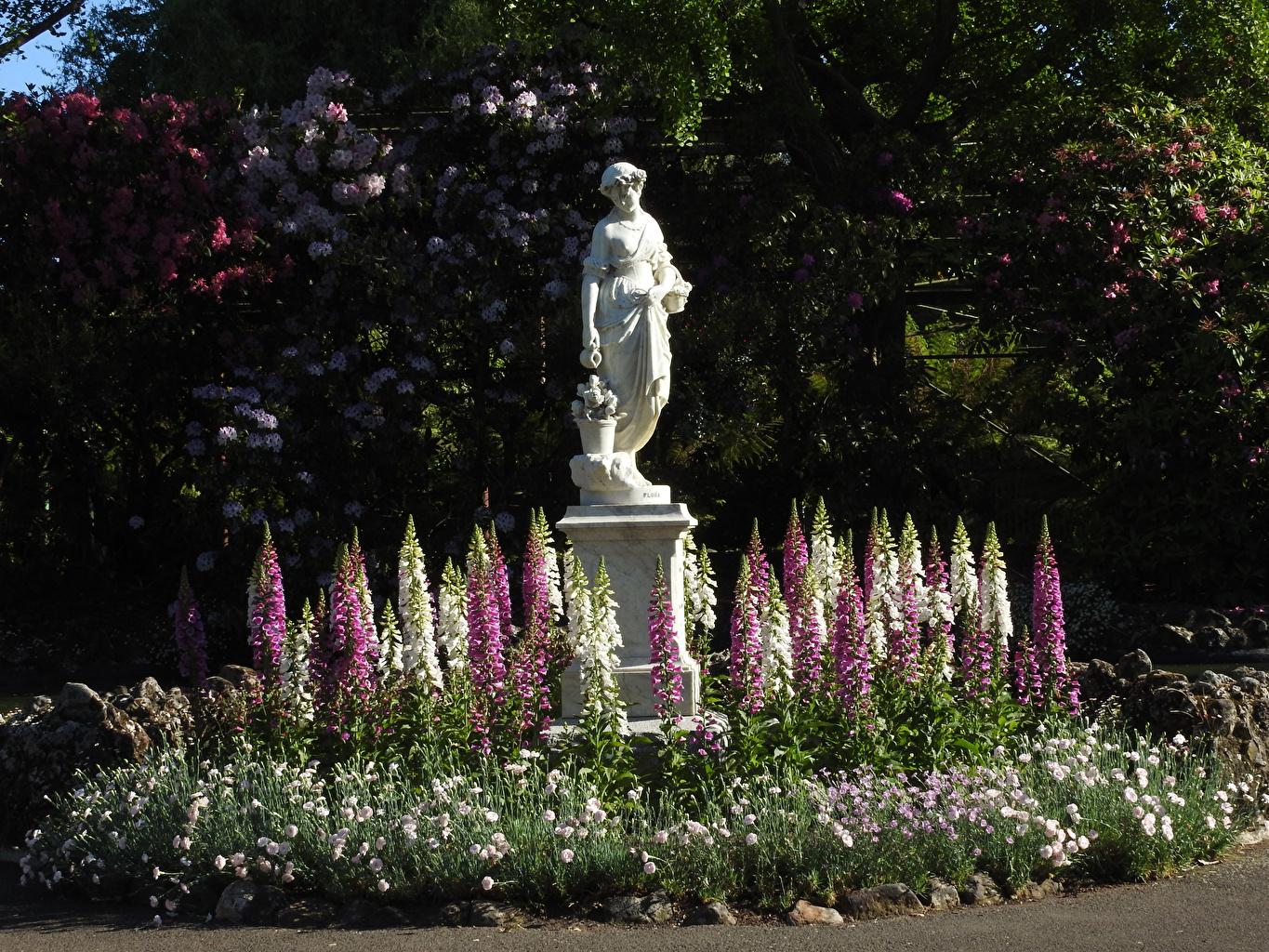 Foxgloves Wallpapers - Wallpaper Cave