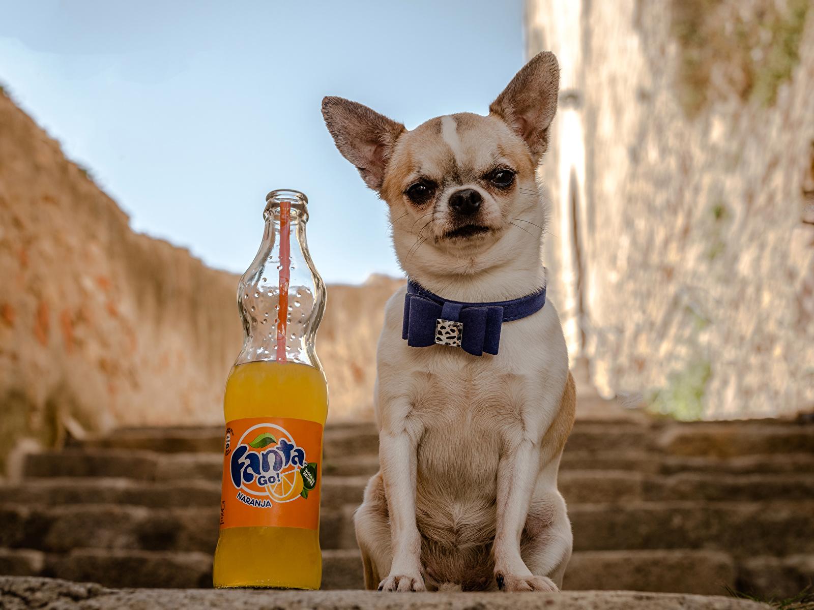 Fanta Wallpapers - Wallpaper Cave