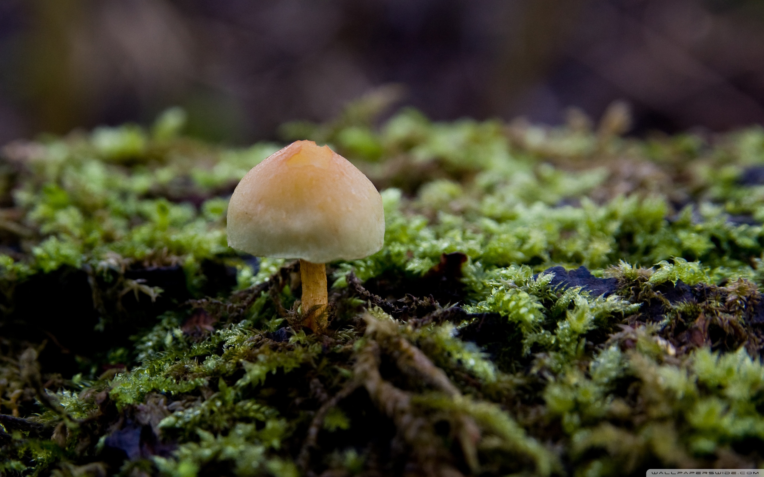 Mushrooms In Moss Wallpapers - Wallpaper Cave