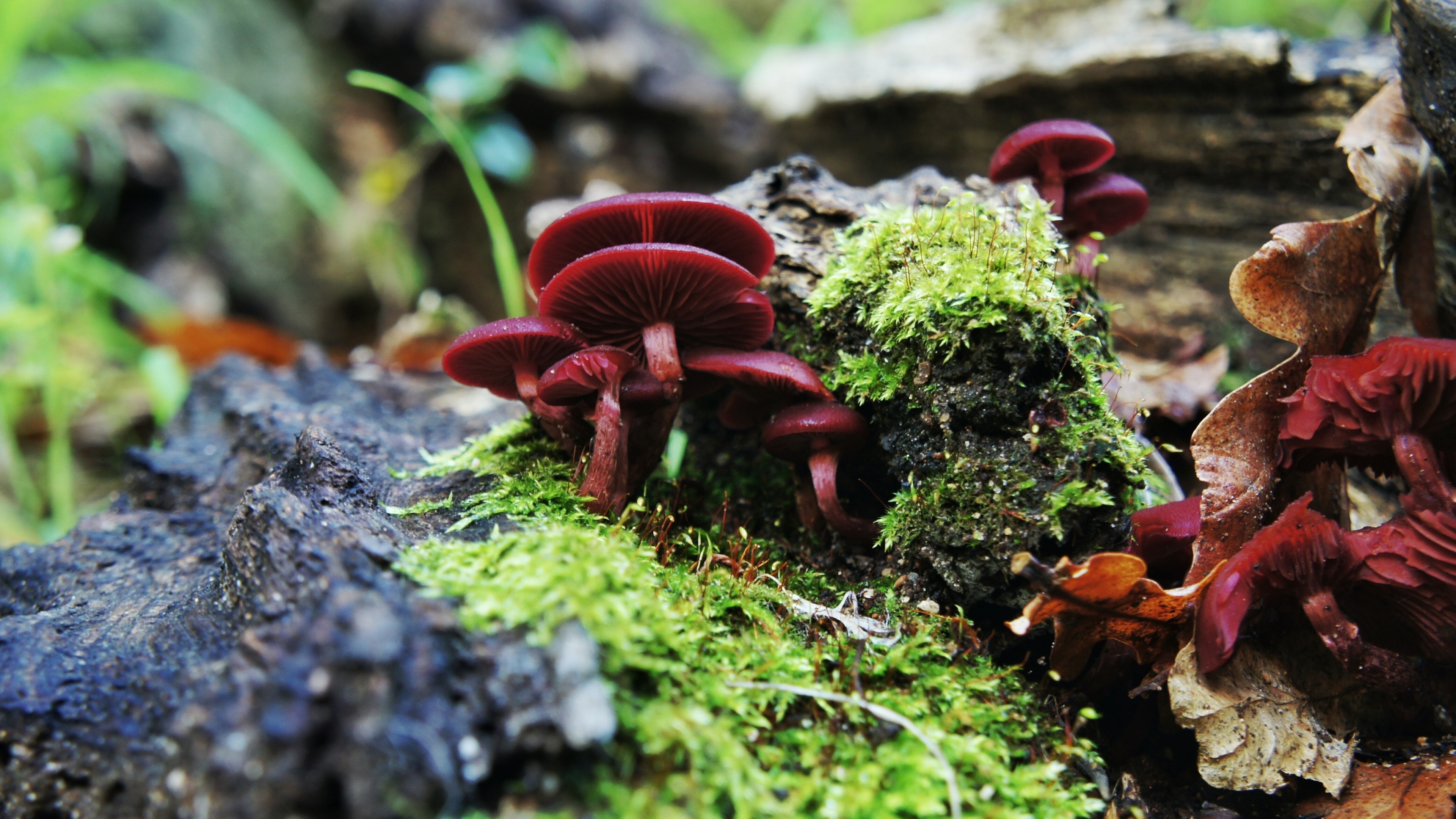 Mushrooms In Moss Wallpapers - Wallpaper Cave