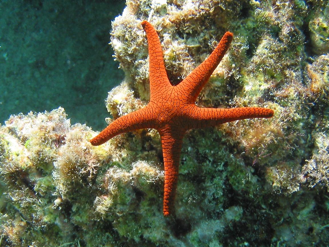 Starfish Ocean Underwater Wallpapers - Wallpaper Cave