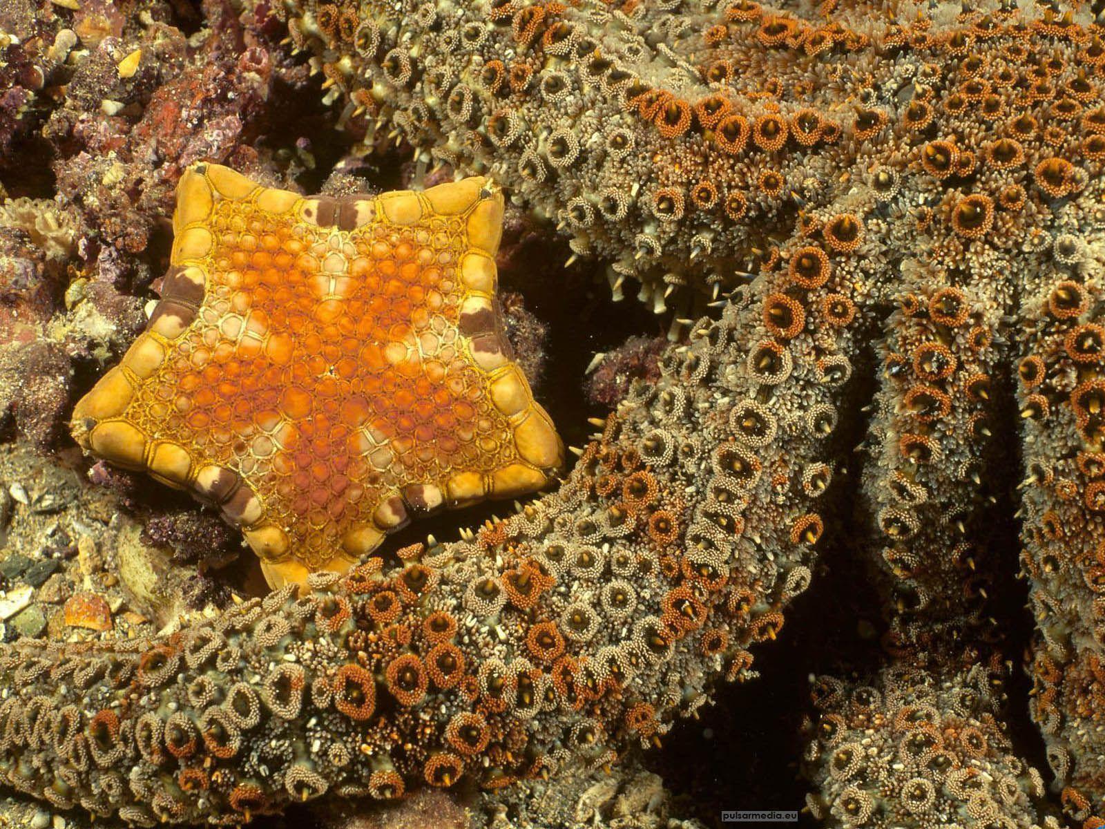 Starfish Ocean Underwater Wallpapers - Wallpaper Cave