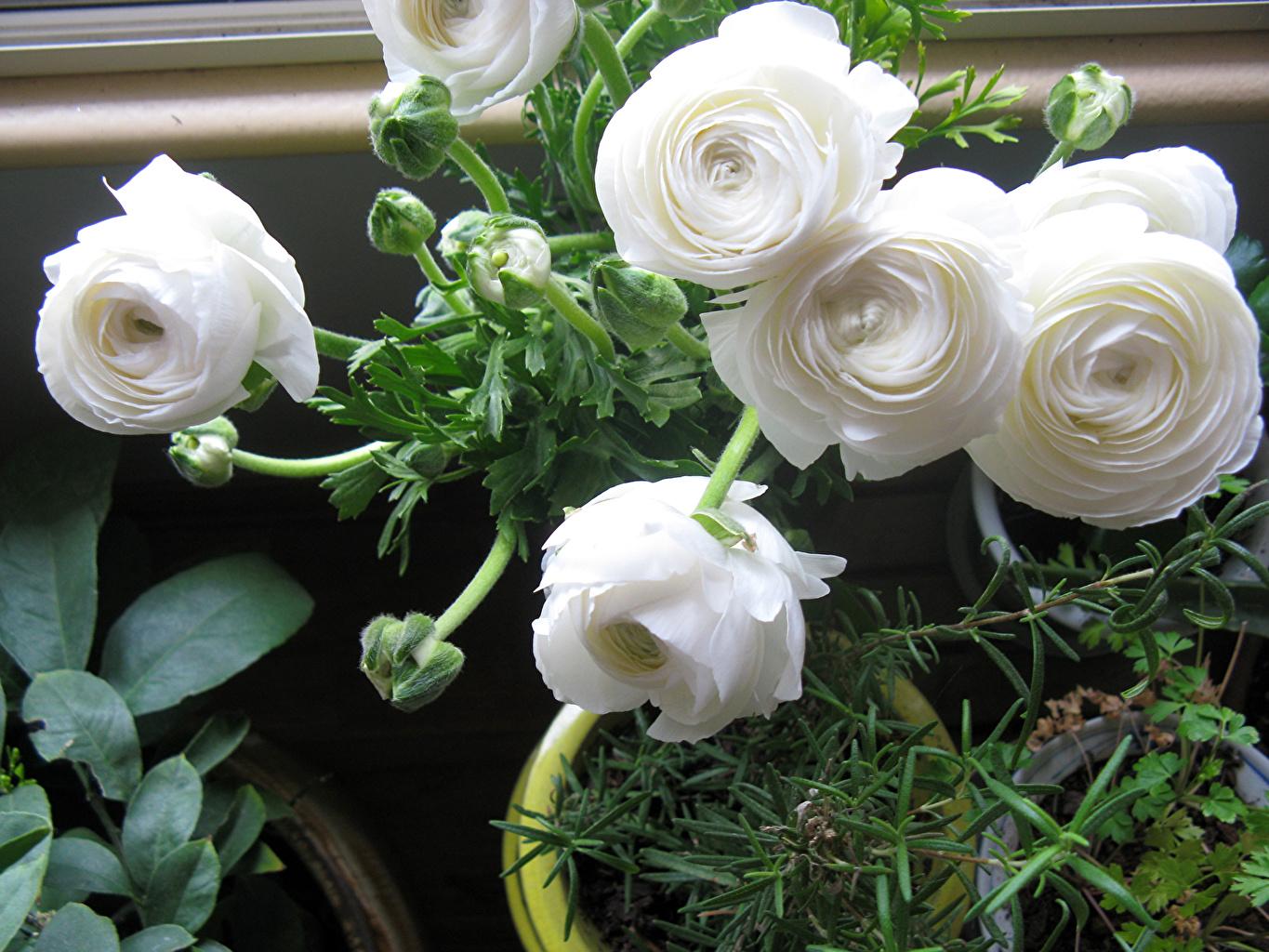White Ranunculus Wallpapers - Wallpaper Cave