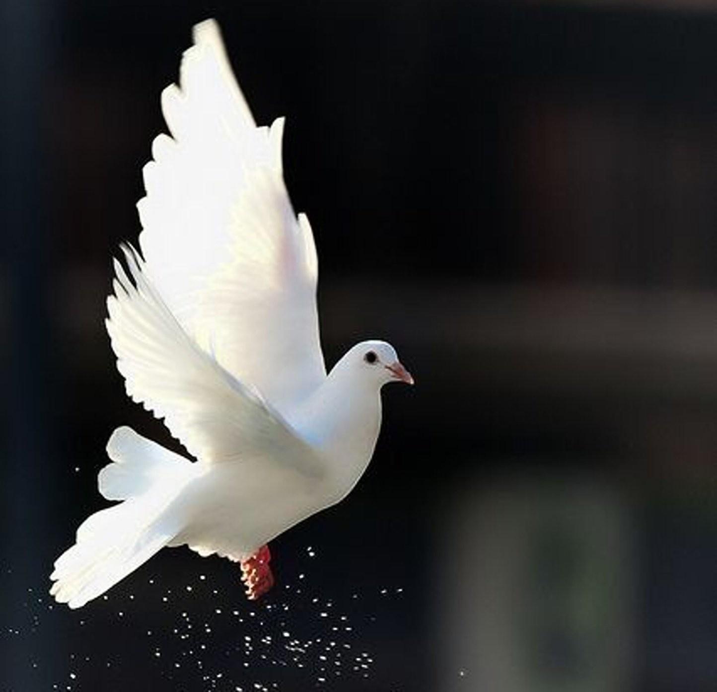 White Doves Wallpapers - Wallpaper Cave
