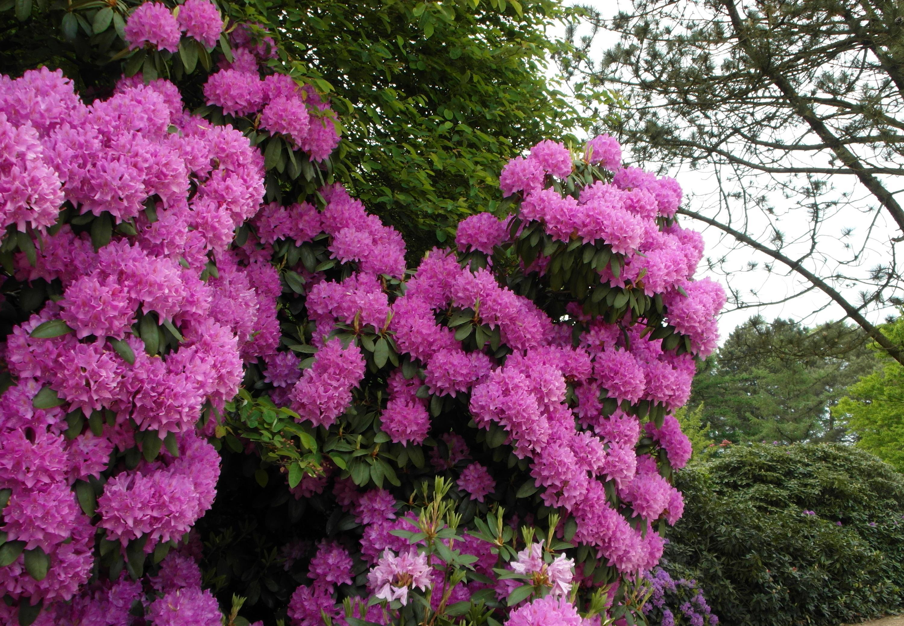 Rhododendron Flowers Wallpapers - Wallpaper Cave