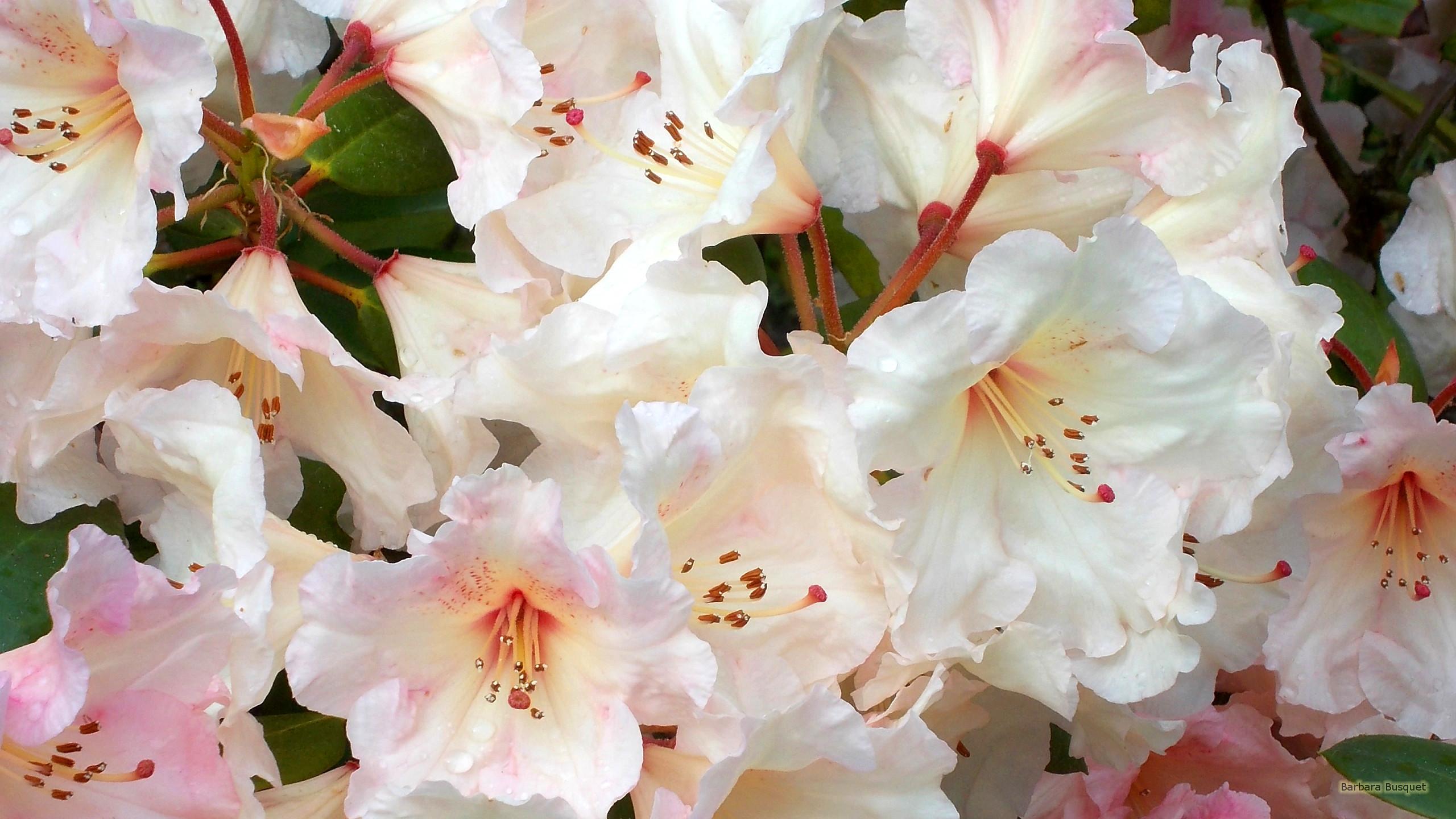 Rhododendron Flowers Wallpapers - Wallpaper Cave