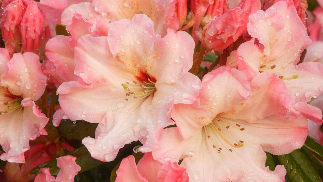 Rhododendron Flowers Wallpapers - Wallpaper Cave