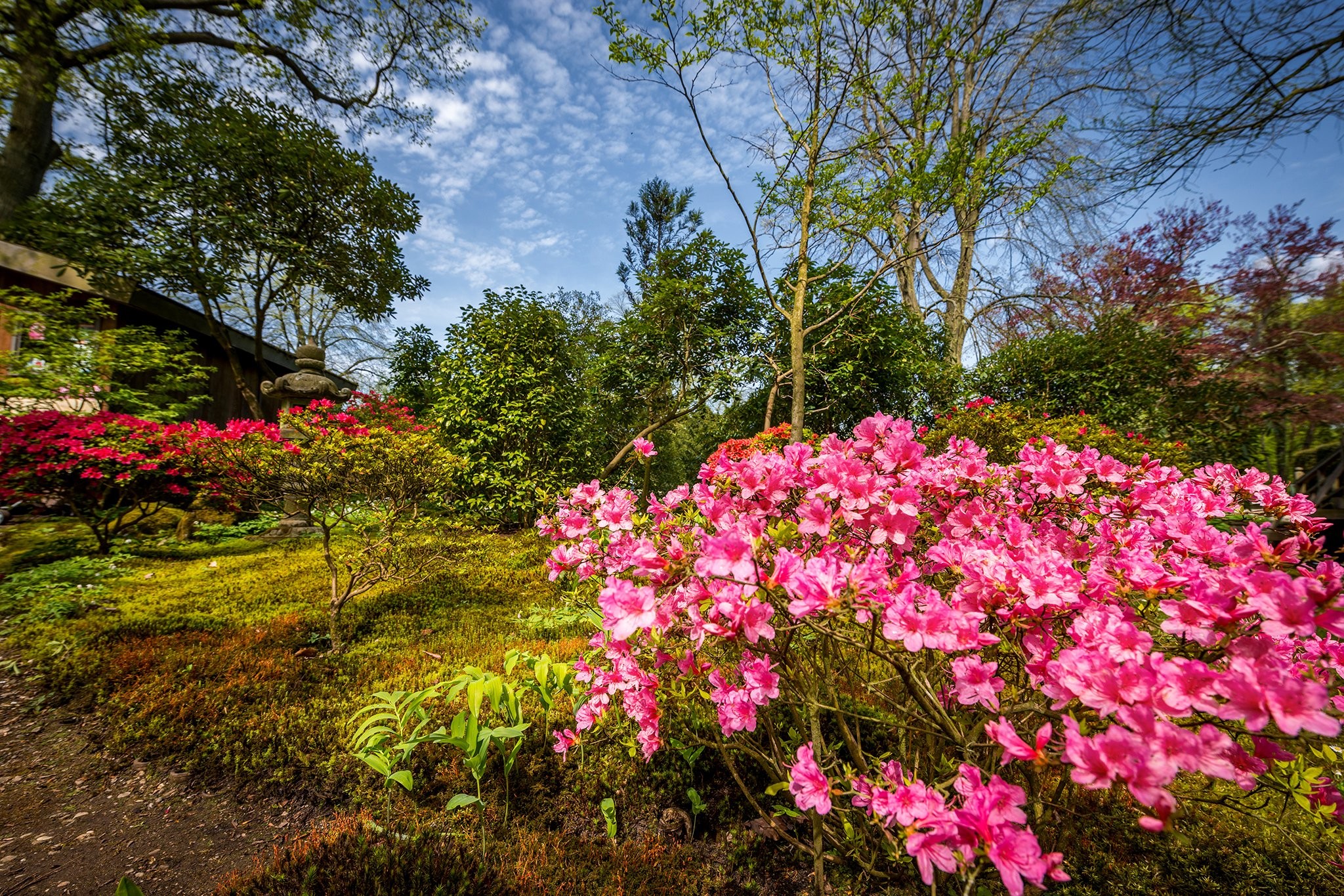 Rhododendron Flowers Wallpapers - Wallpaper Cave