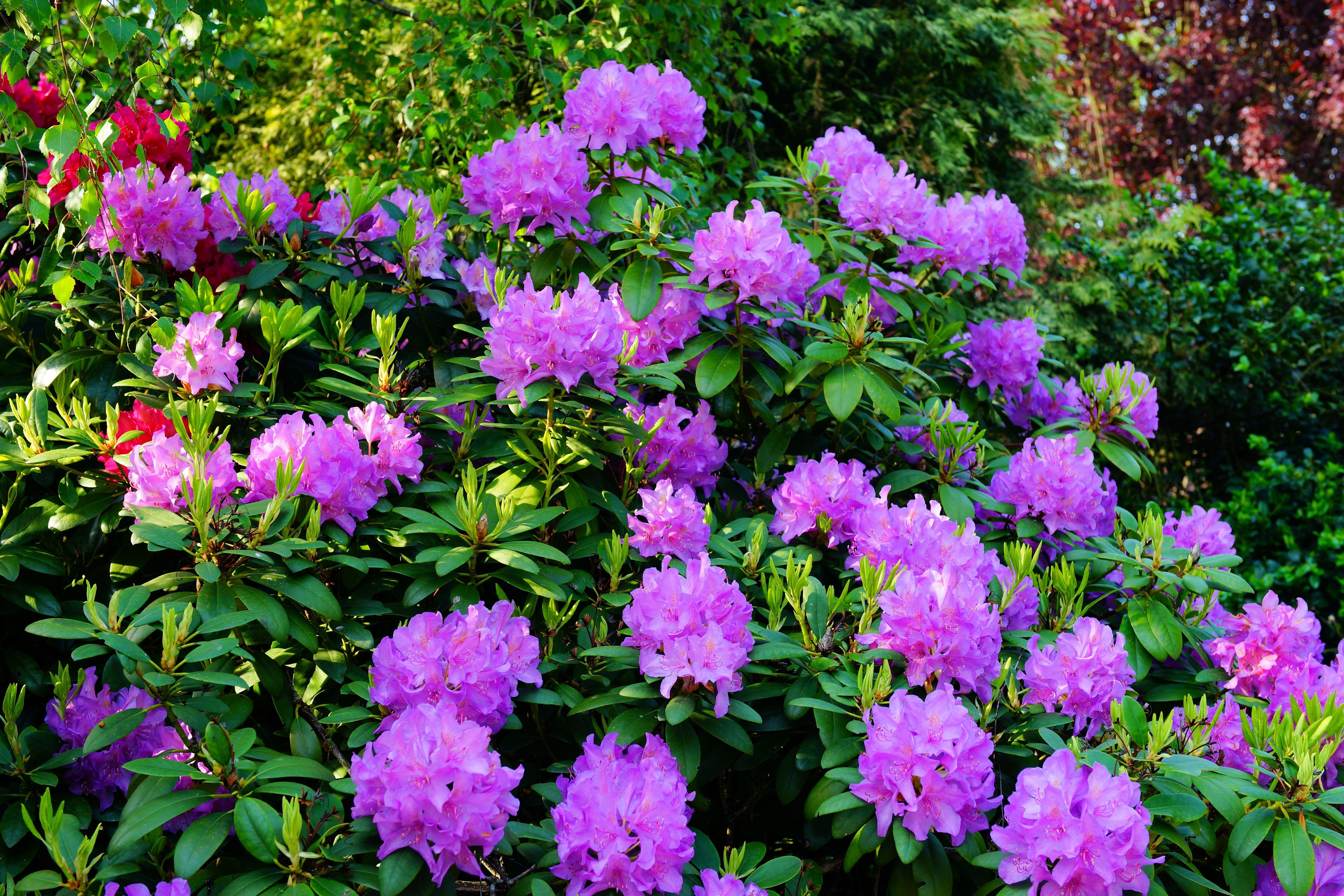 Rhododendron Flowers Wallpapers - Wallpaper Cave