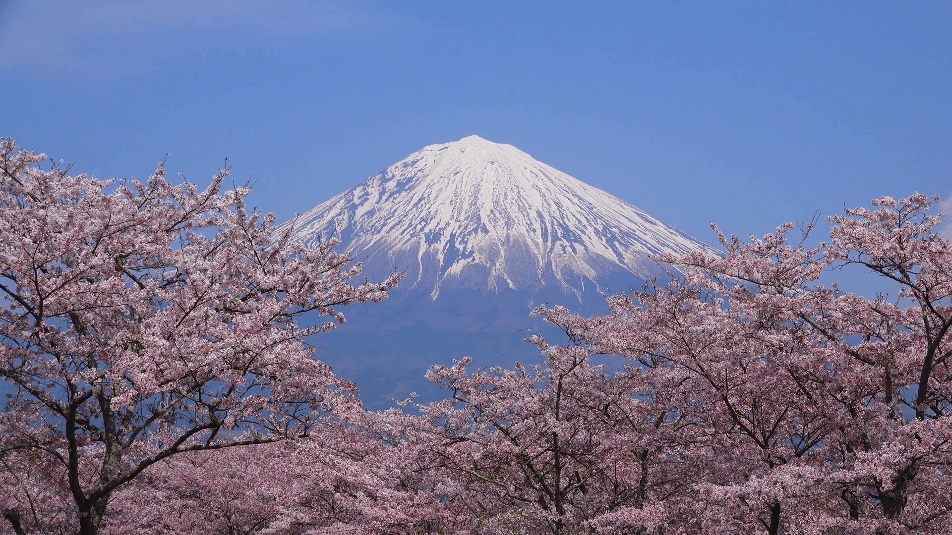 The Wonder Of Fuji Wallpapers - Wallpaper Cave