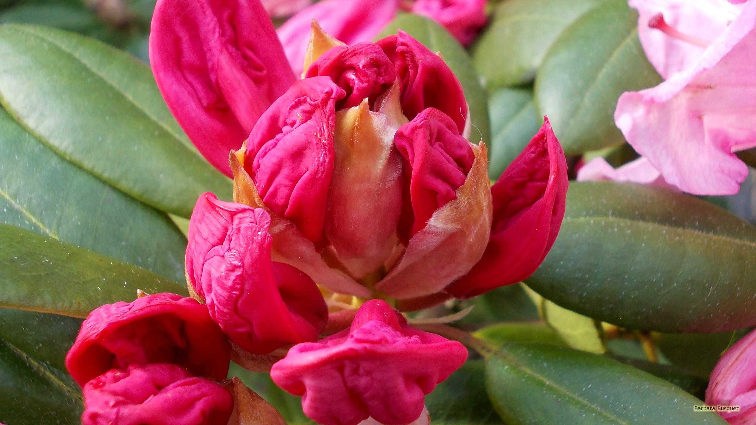 Rhododendron Flowers Wallpapers - Wallpaper Cave