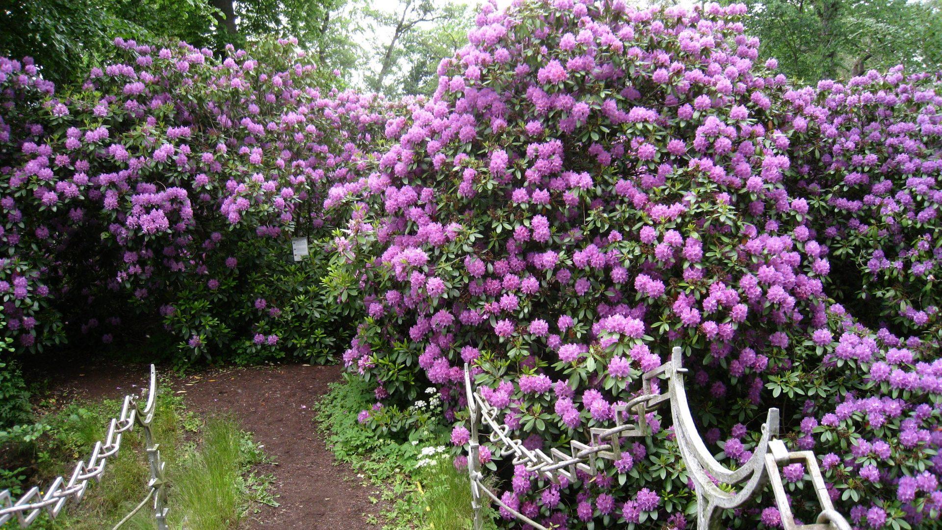 Rhododendron Flowers Wallpapers - Wallpaper Cave