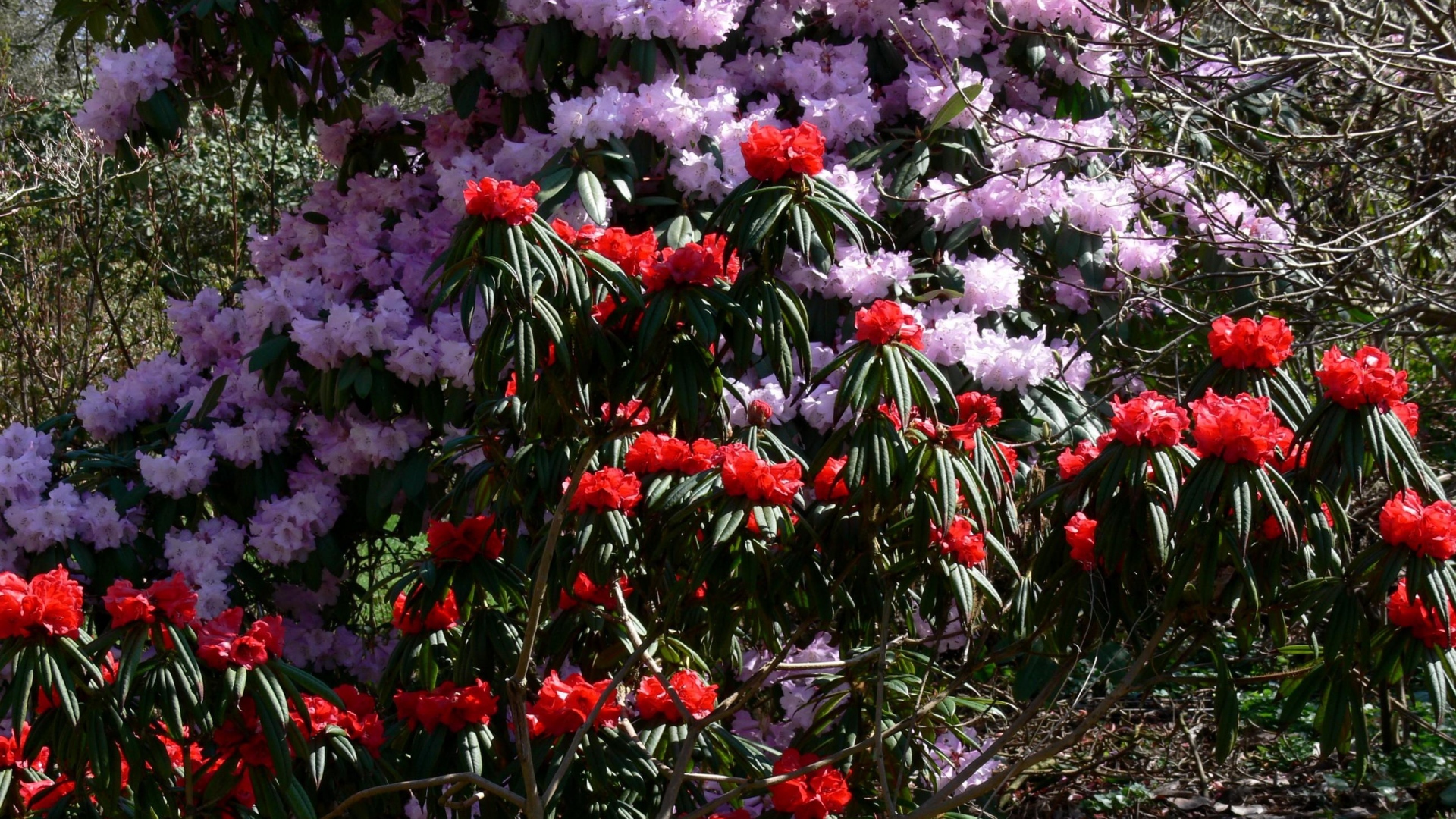 Rhododendron Flowers Wallpapers - Wallpaper Cave
