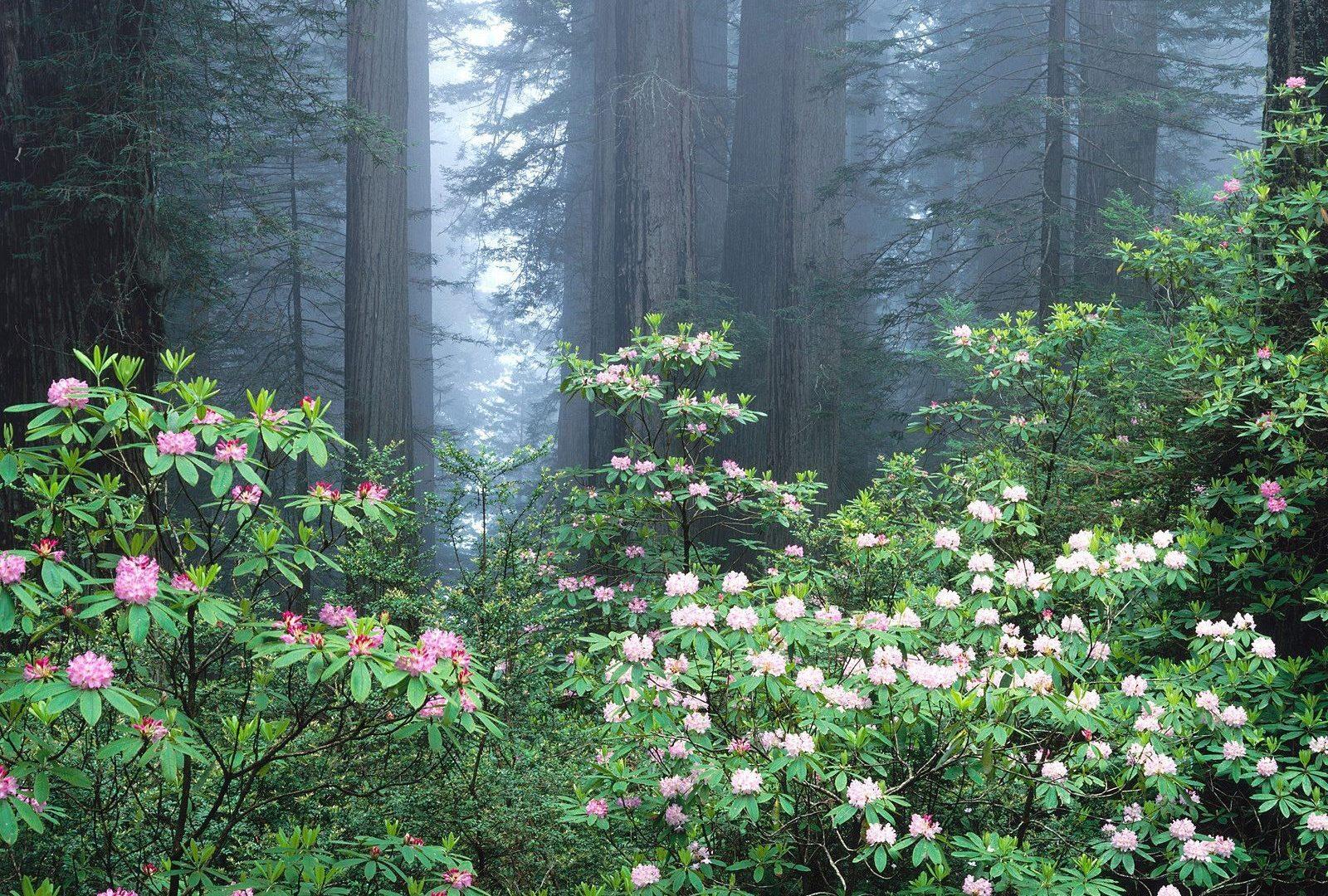 Rhododendron Flowers Wallpapers - Wallpaper Cave