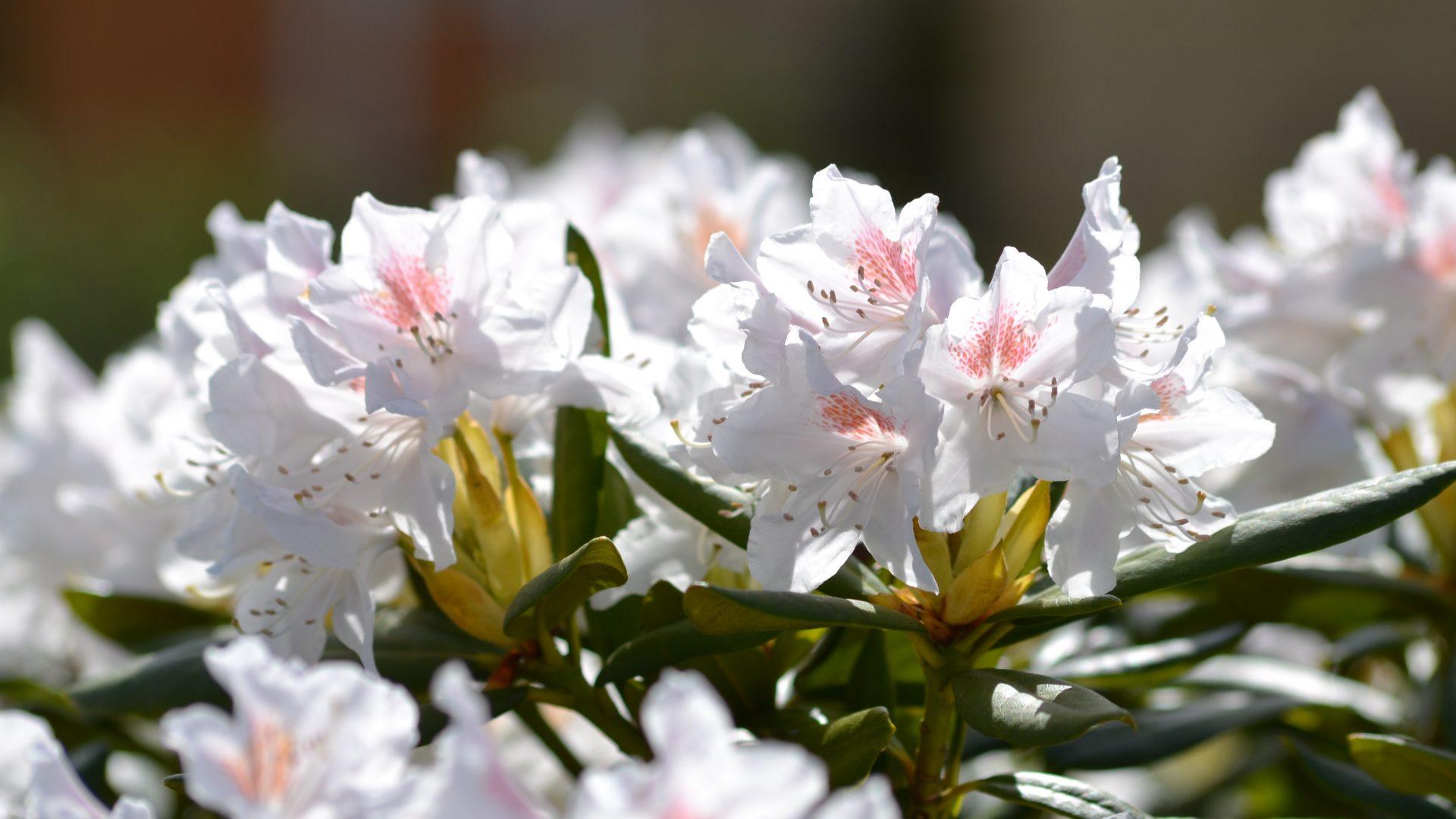 Rhododendron Flowers Wallpapers - Wallpaper Cave